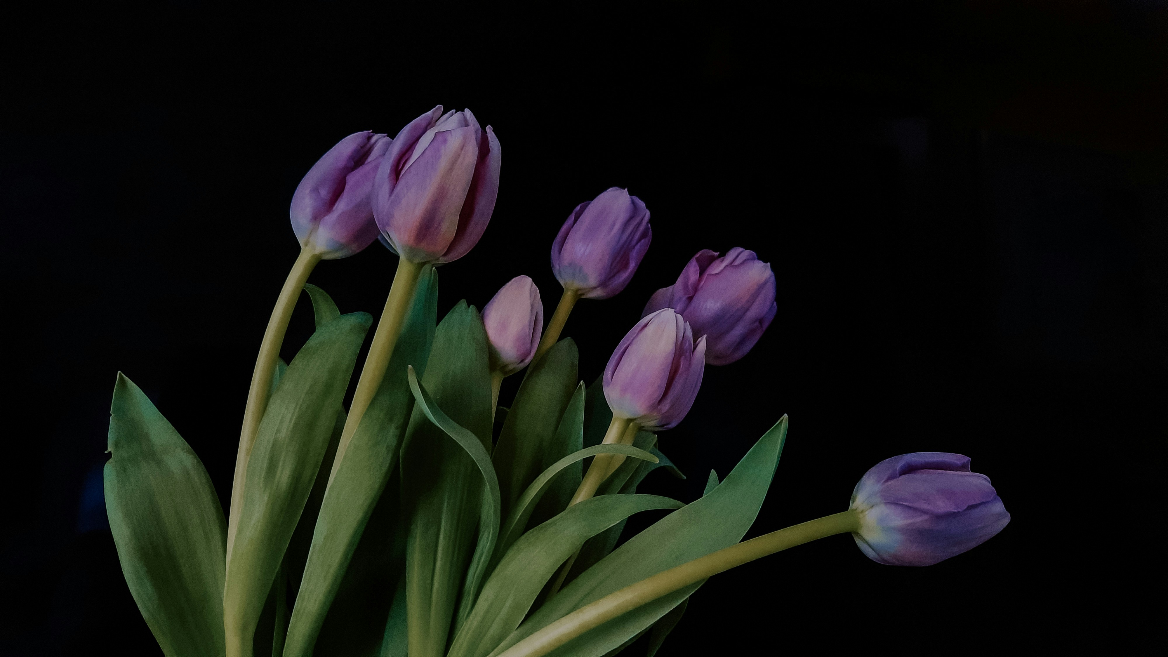Purple tulips.