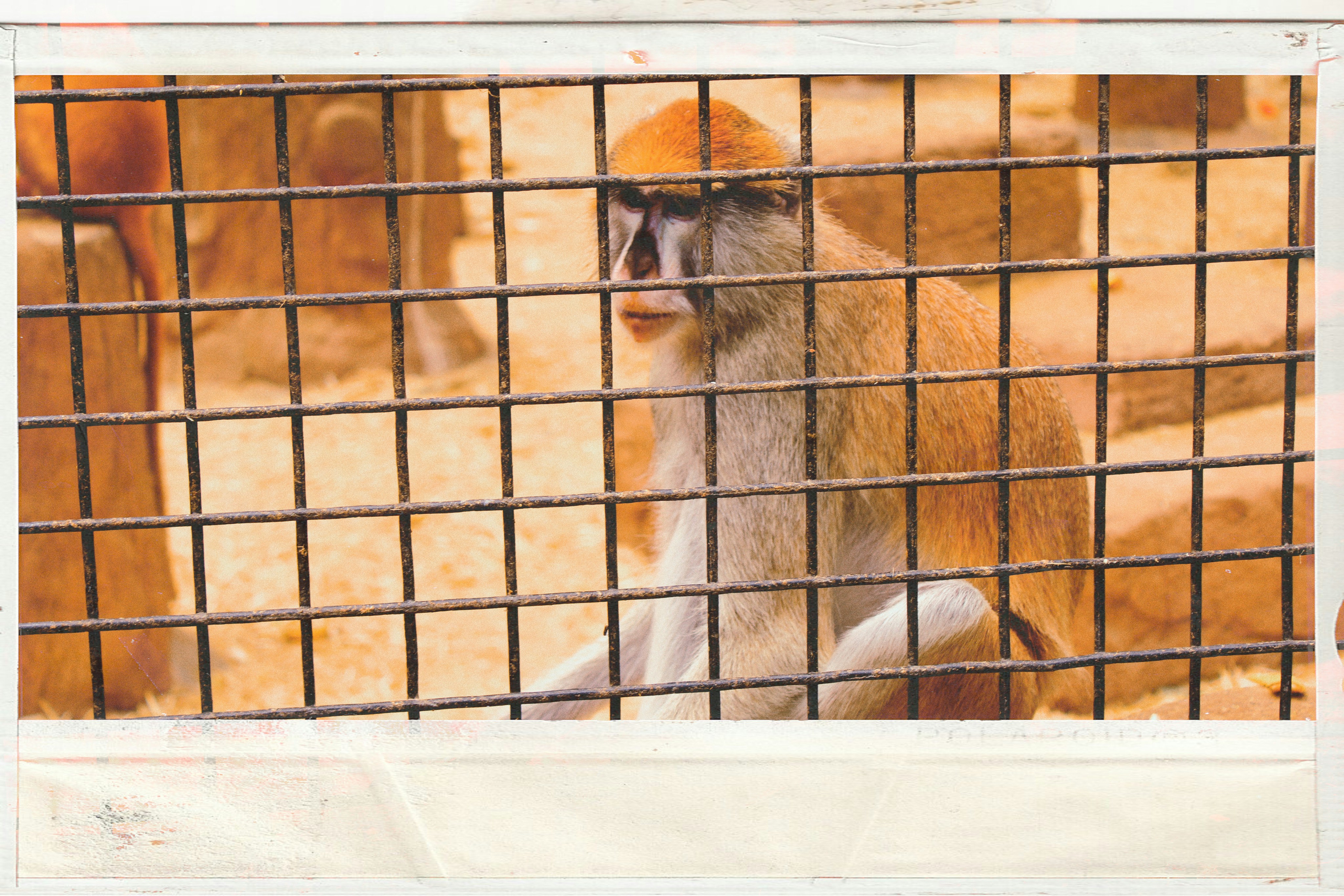 Behind the Mesh: A Proboscis Monkey Observes from the Cage