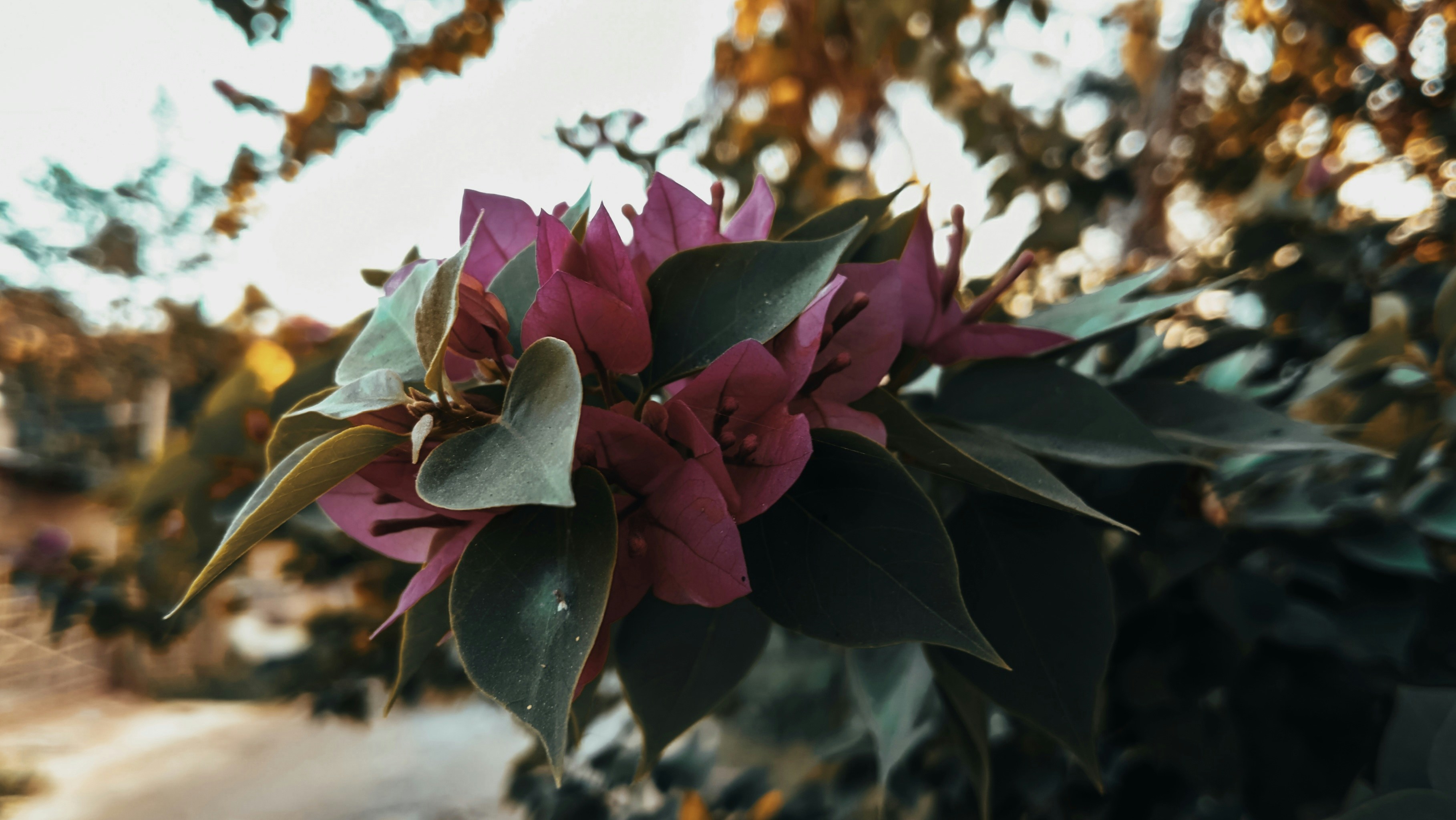 Bougainvillea blossoms in vibrant pink nestled among lush green leaves, showcasing the beauty of nature's colors. 