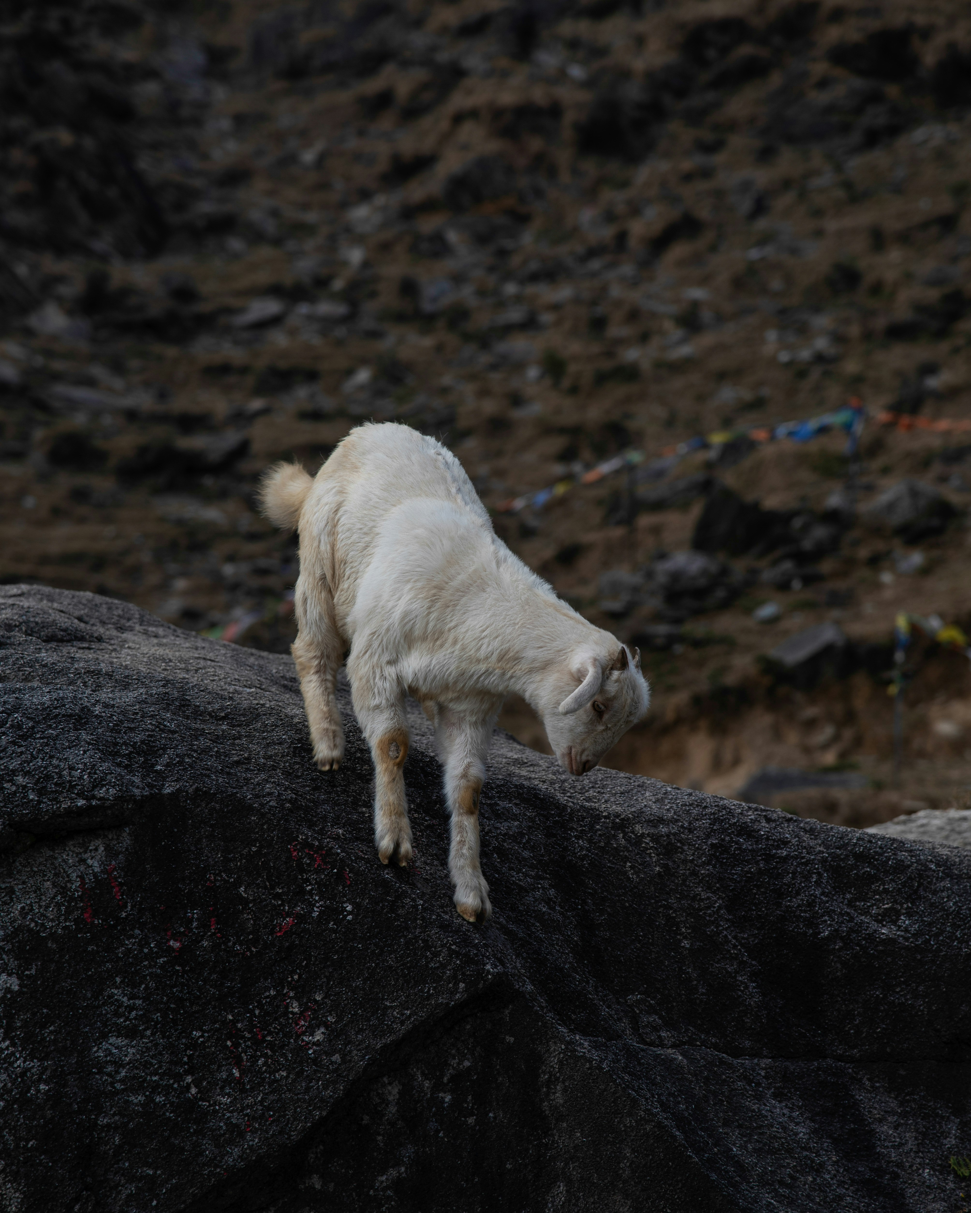 a dog standing on a rocky surface