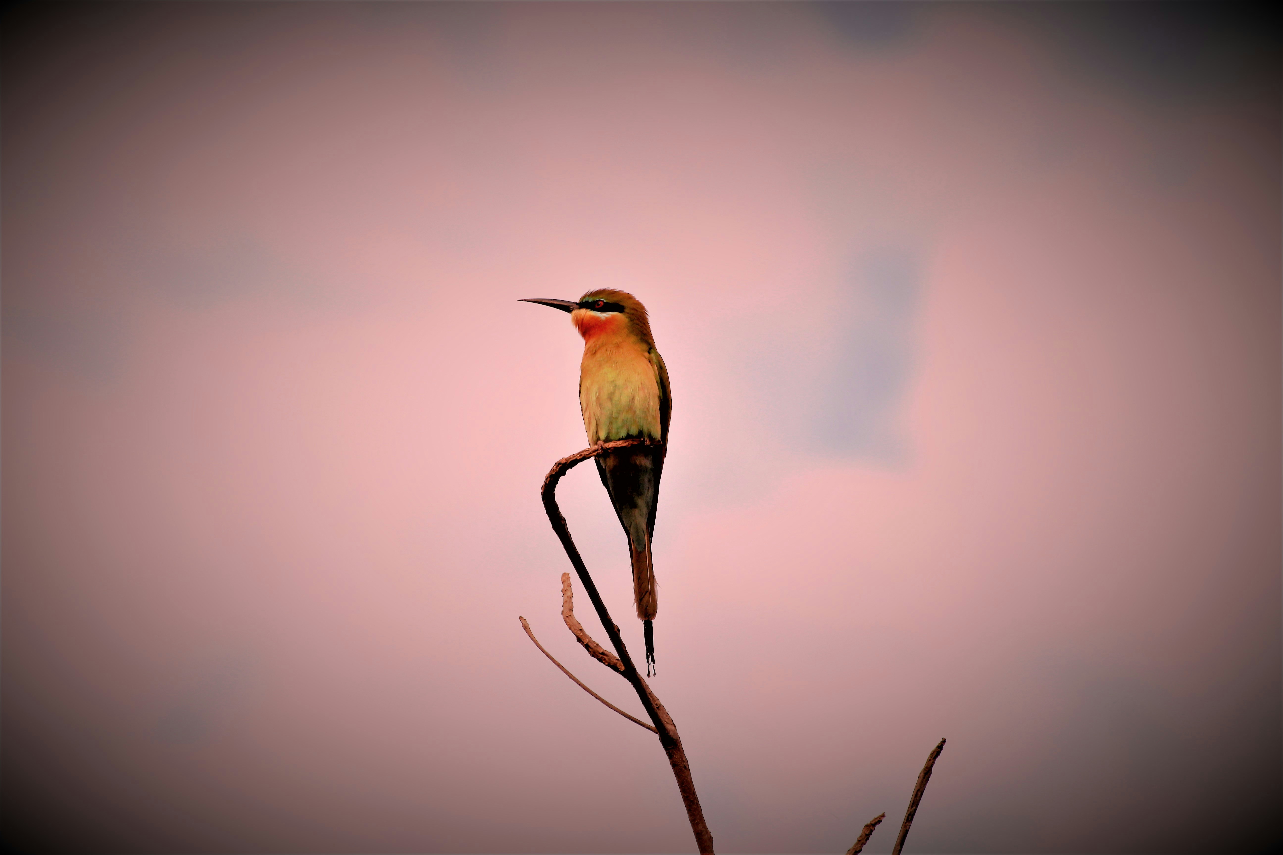 Perched Emperor: a hummingbird silhouette against a soft dusk glow