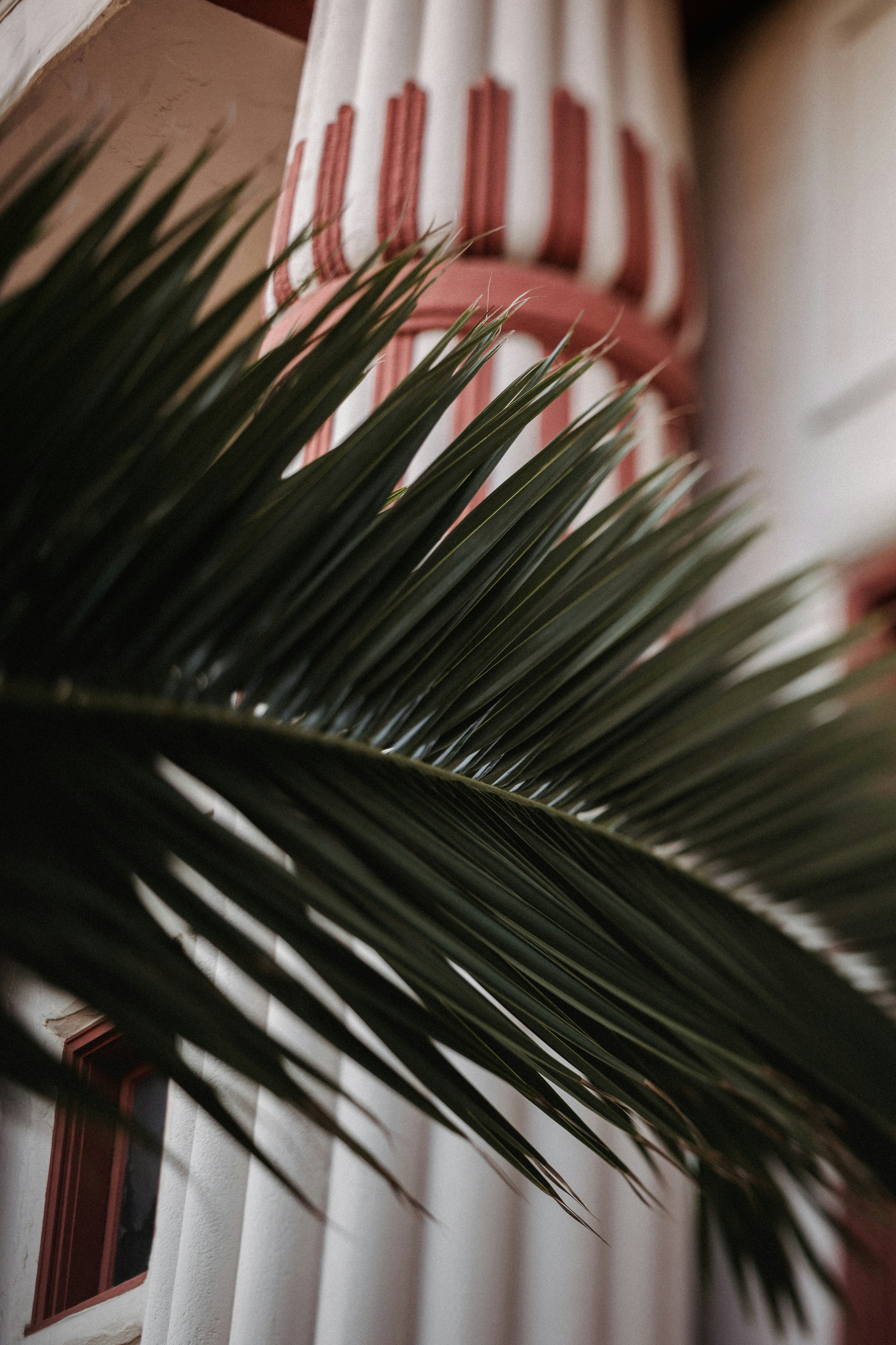 Palm Fronds Framing a Red-Trimmed Terrace in Soft Focus