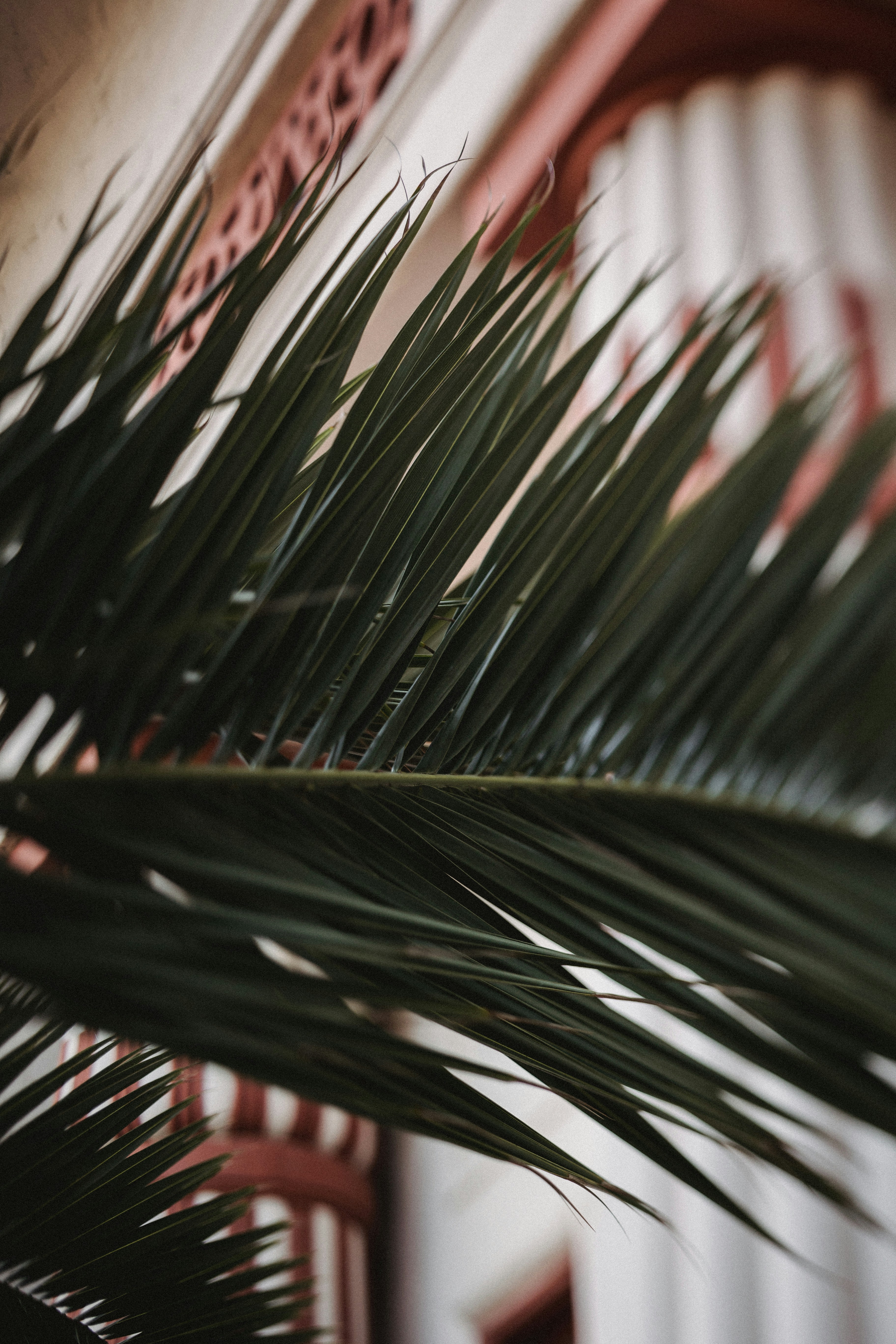 A close up of a plant photo – Free Leaf Image on Unsplash