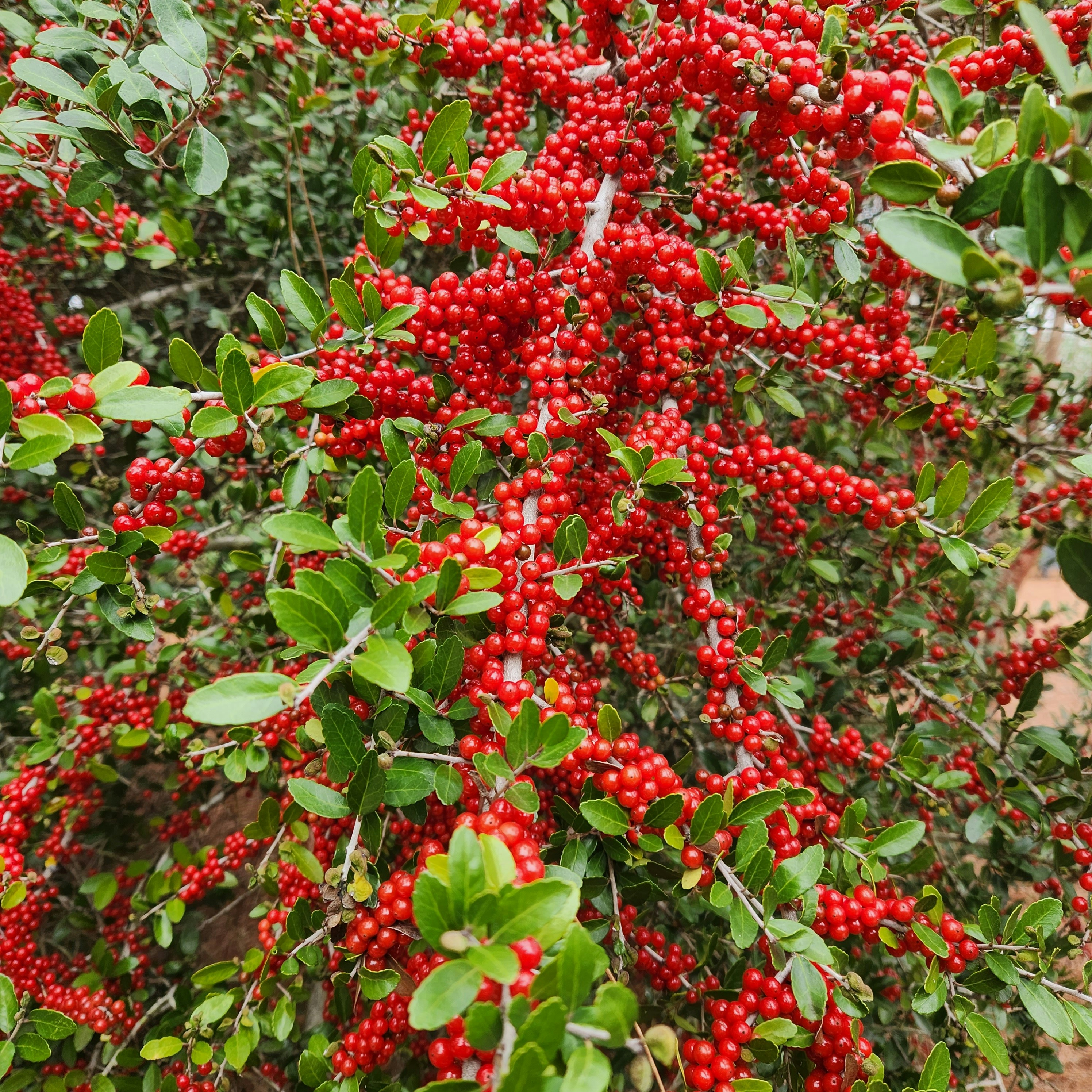 Un buisson aux fleurs rouges photo – Photo gratuite sur Unsplash