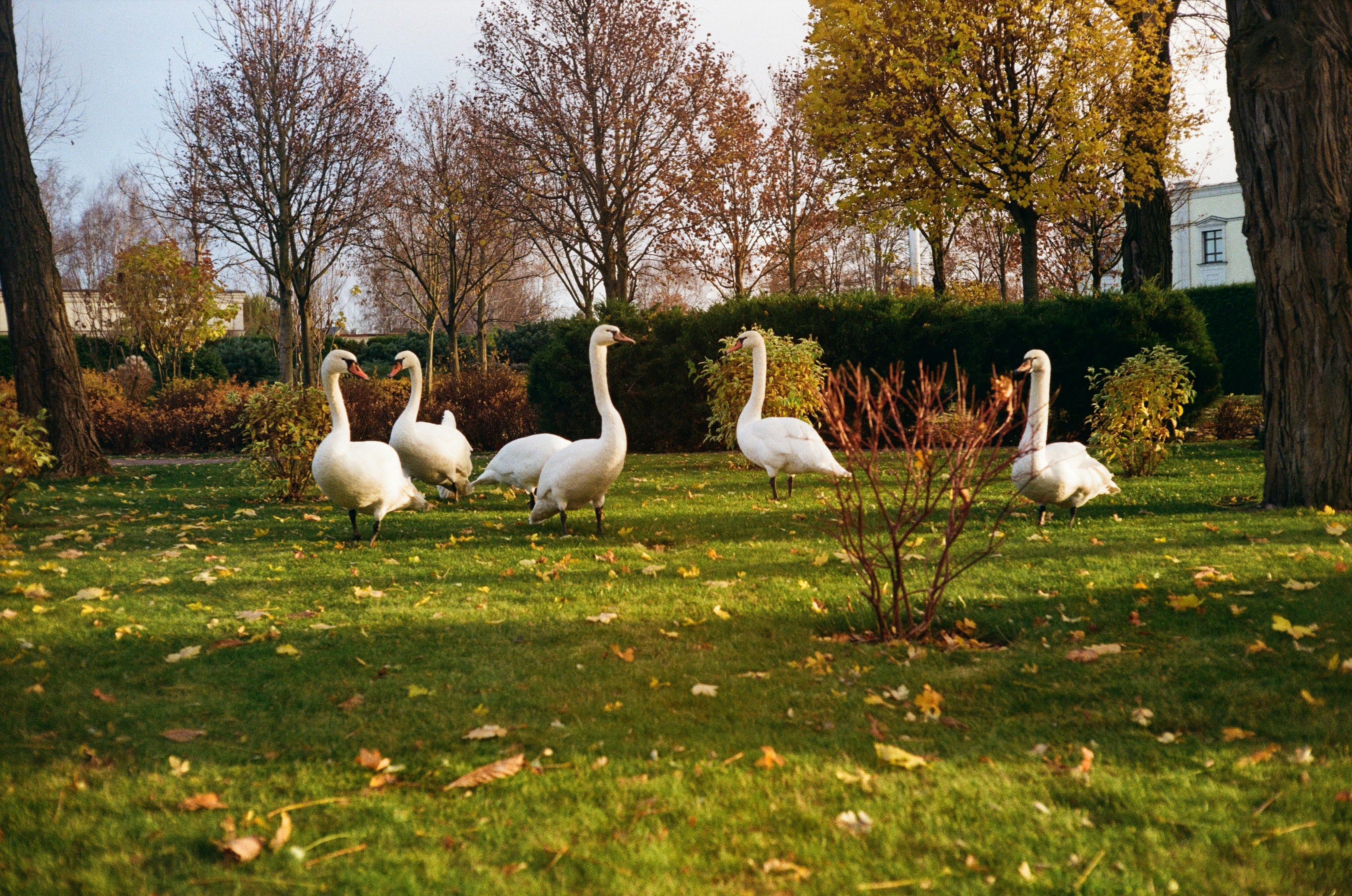 A group of geese walking on grass photo – Free Grass Image on Unsplash