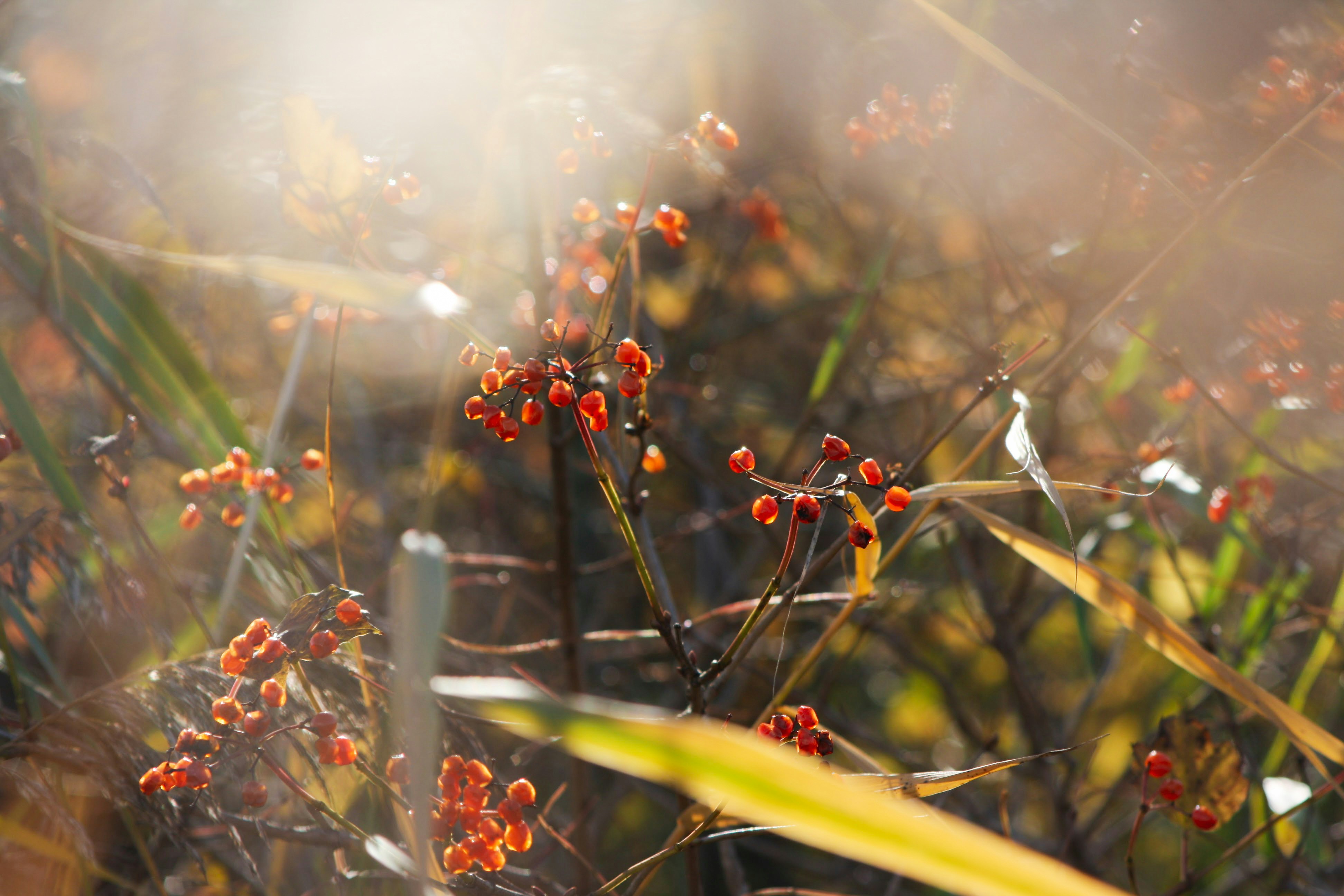 a close up of a plant with red berries