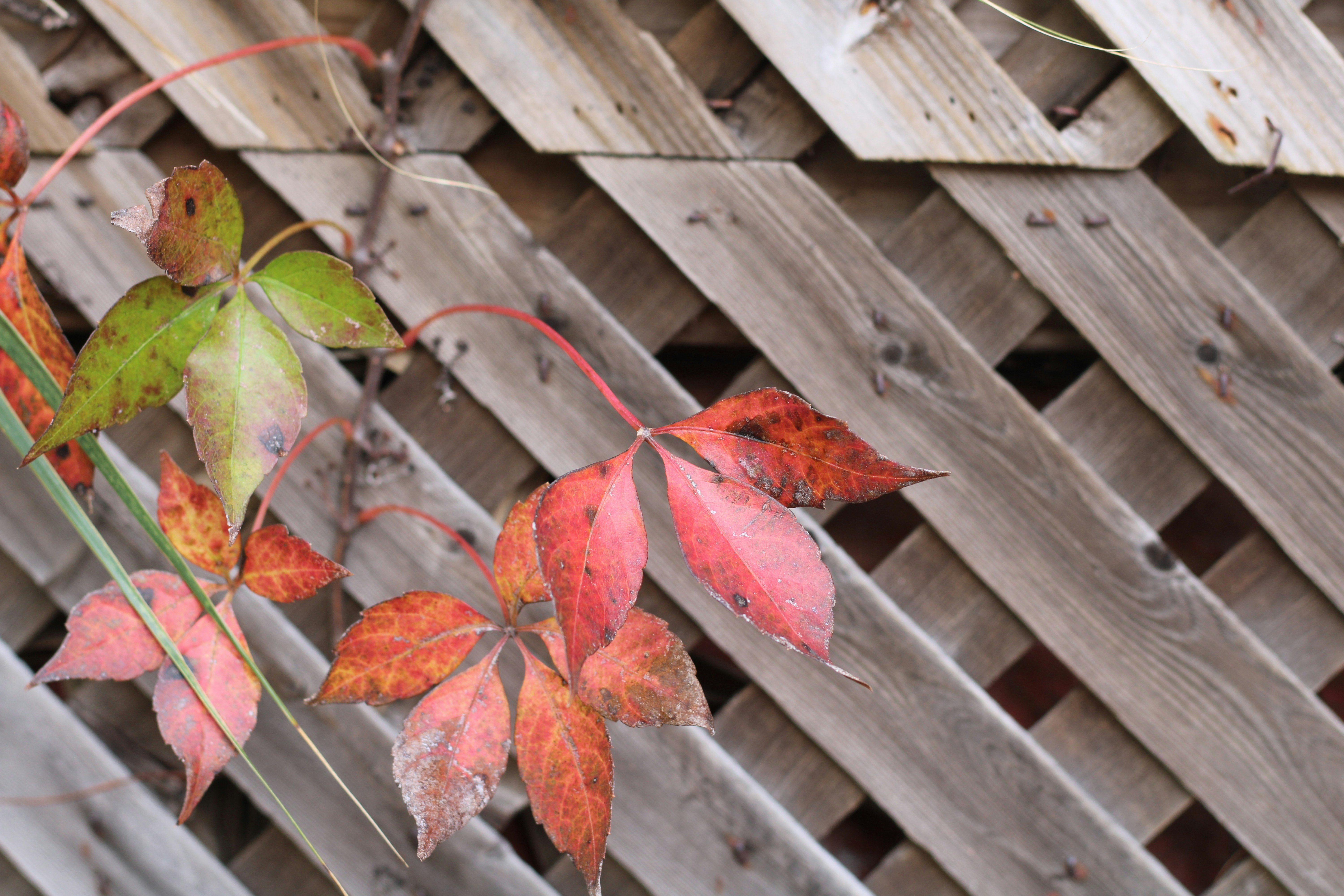 Crimson Vines Weave Through Weathered Wood Lattice