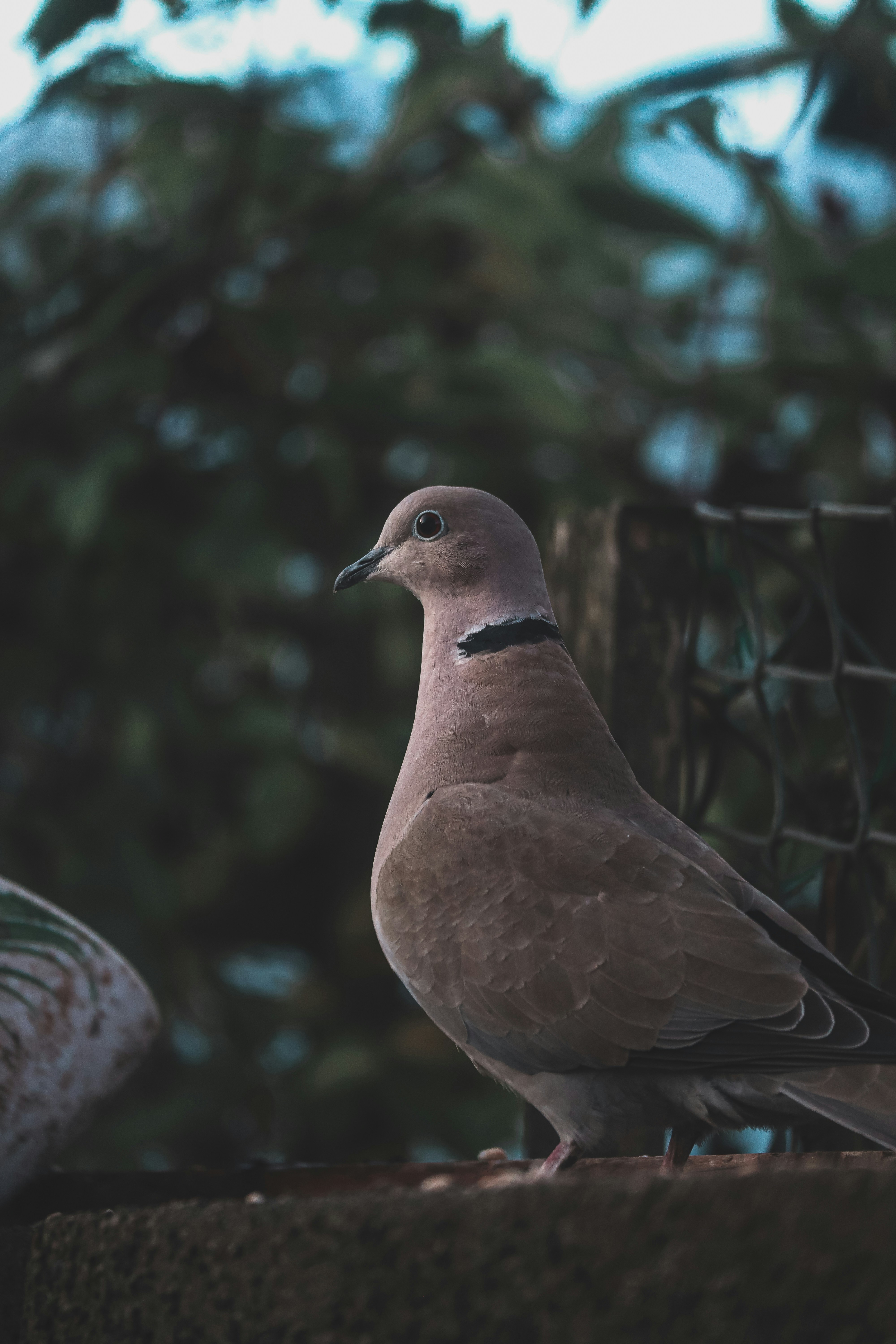 Blue-tinted Dusk: A Pigeon Pauses on a Mossy Urban Ledge