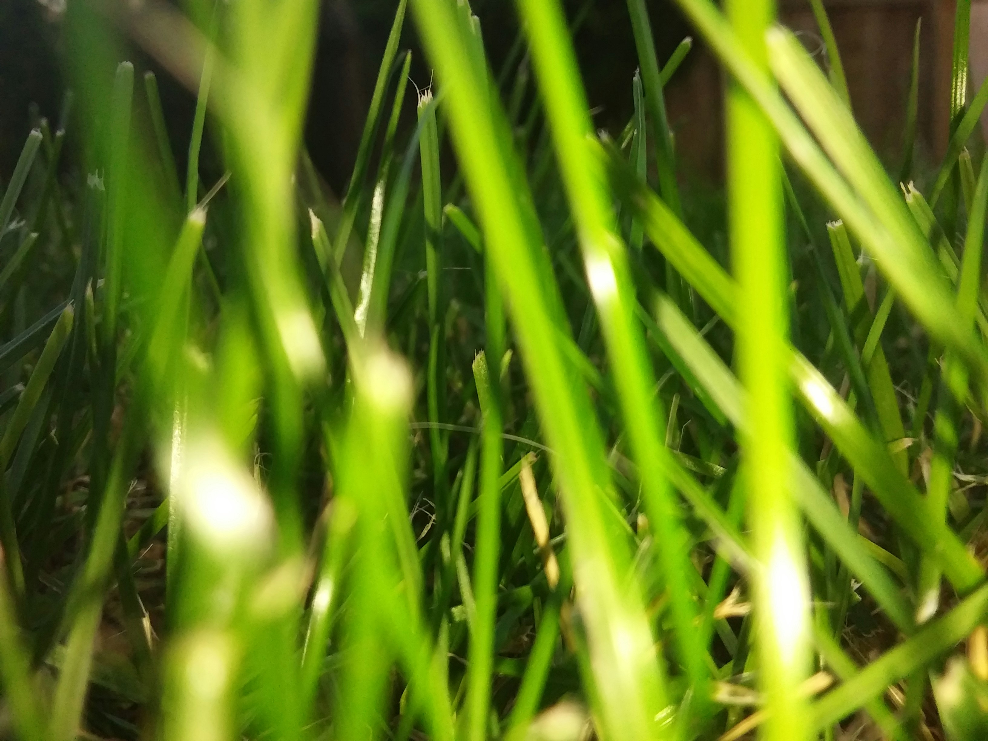 close up of grass