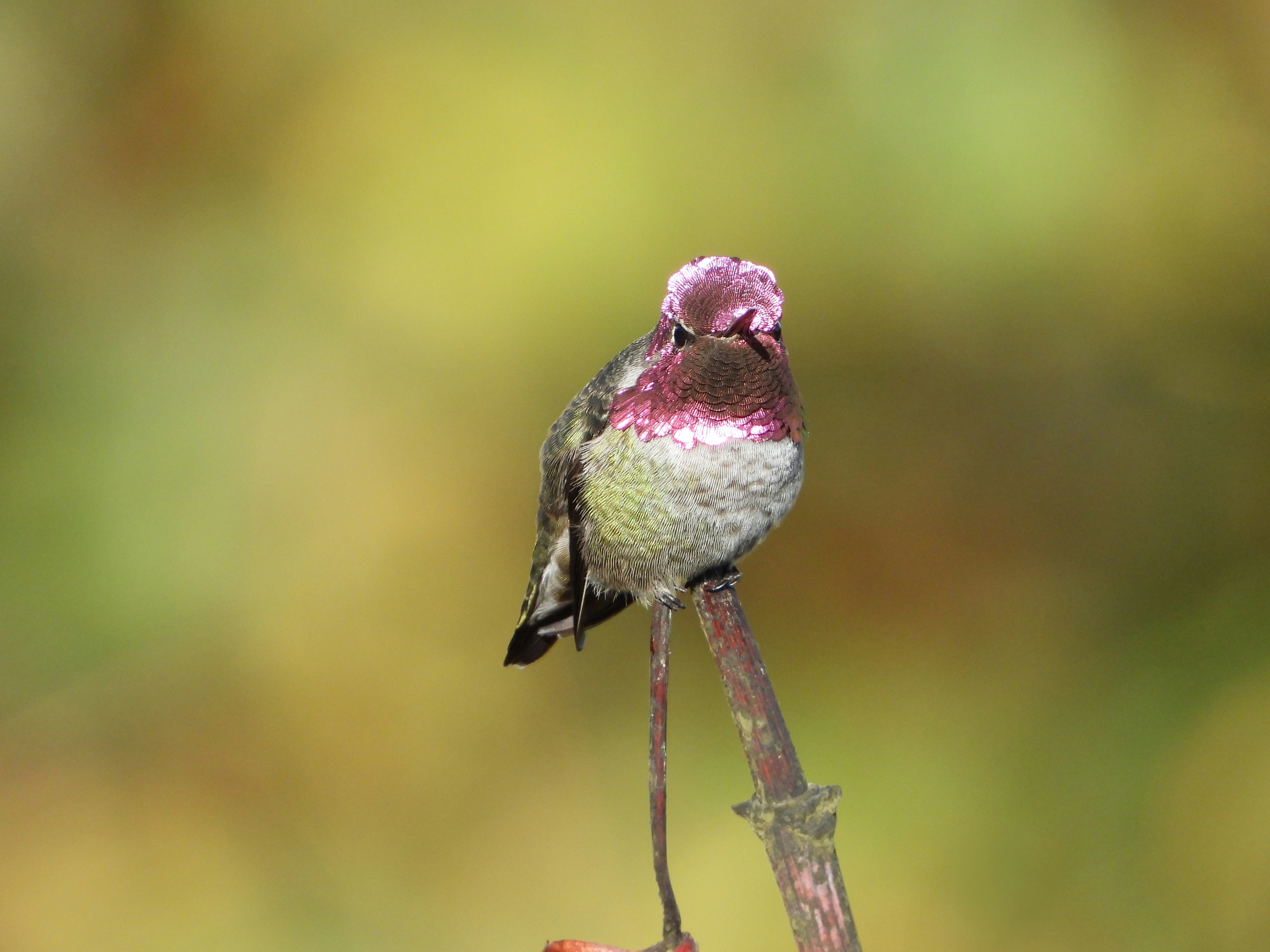 Un pájaro sentado en un palo foto – Imagen de Animal gratuita en Unsplash