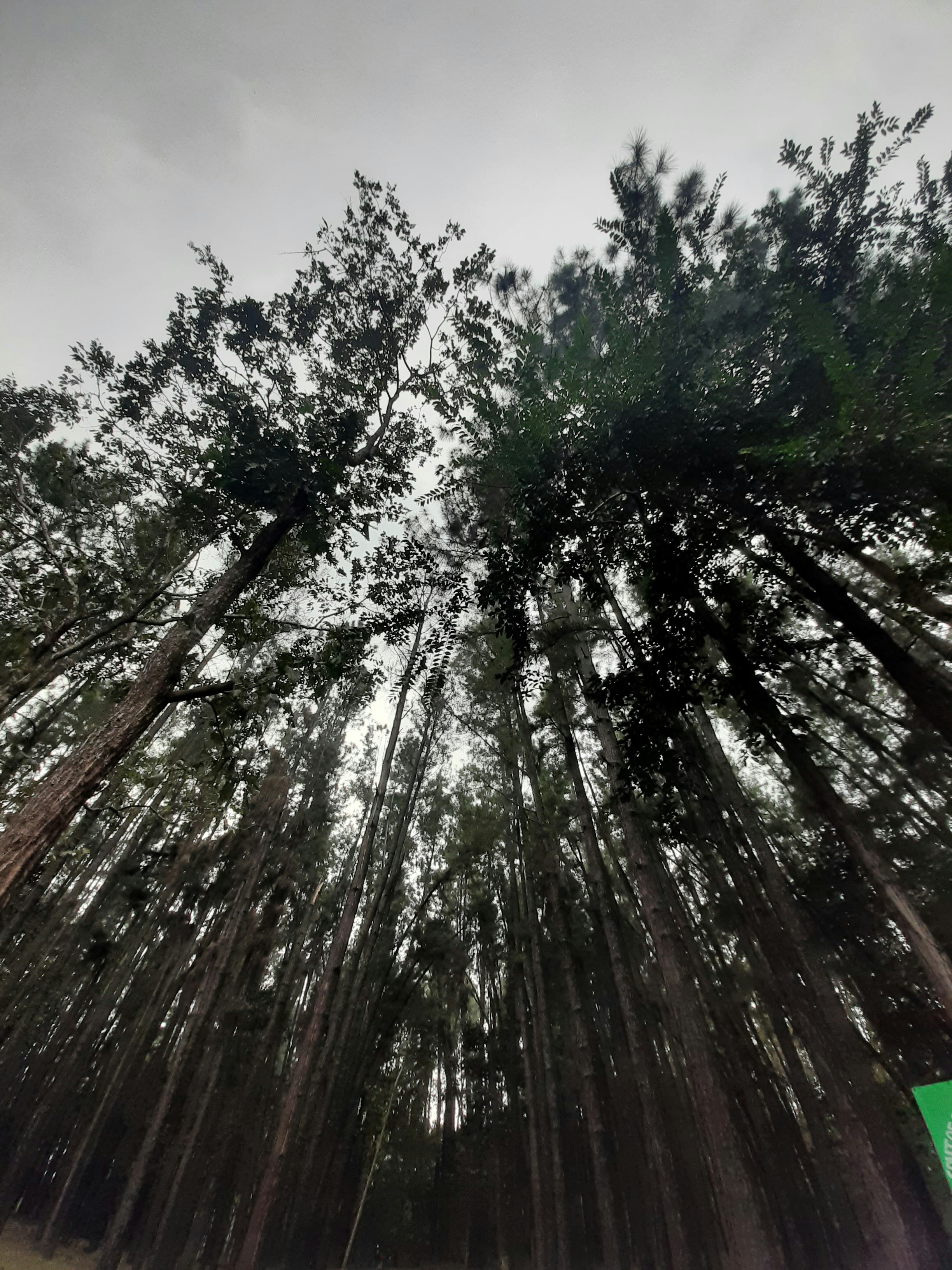 Canopy Convergence: A Skyward Climb Through Pines