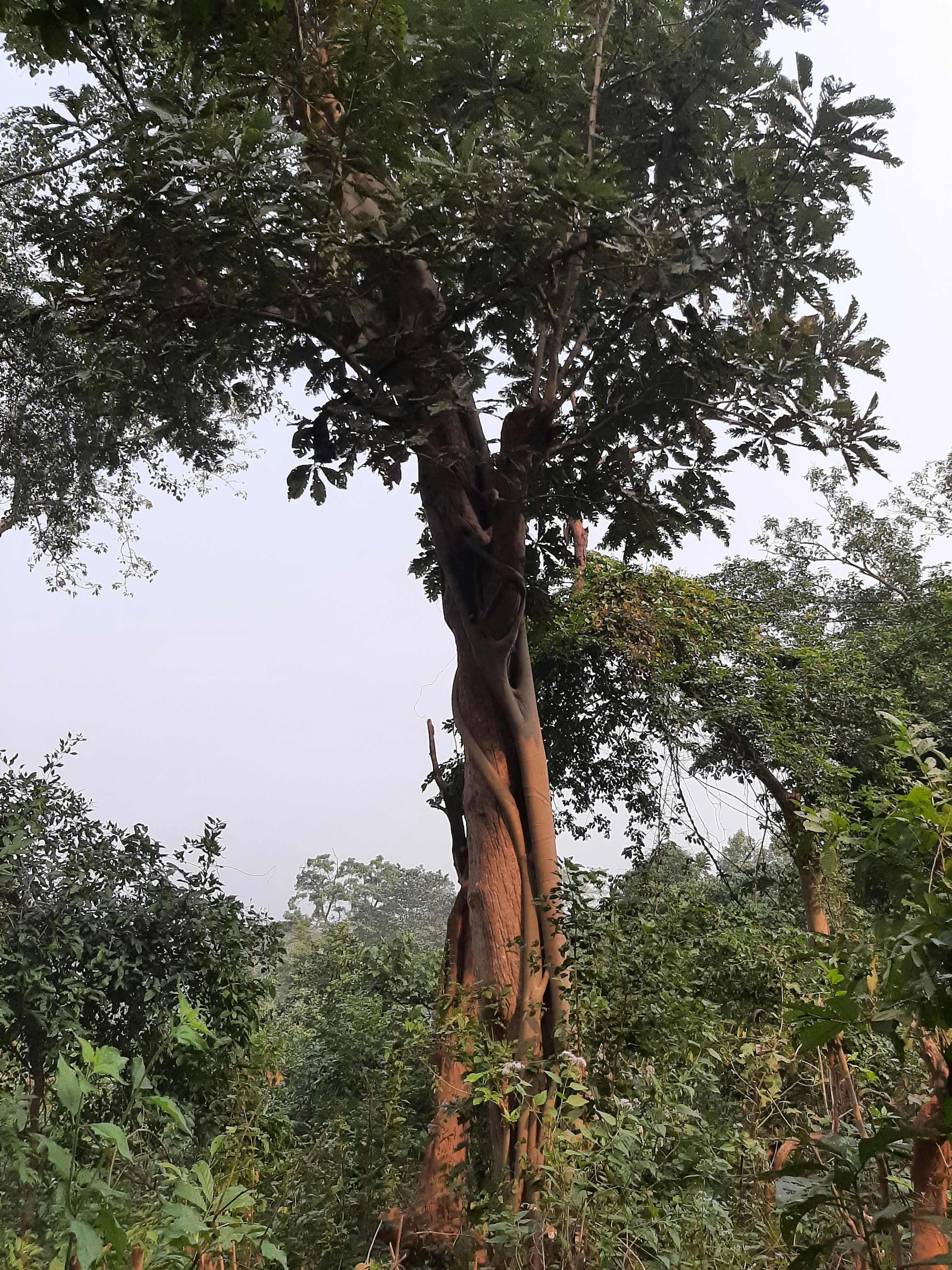 The Spiral Bark: A Weathered Tree Reaching Through Verdant Understory