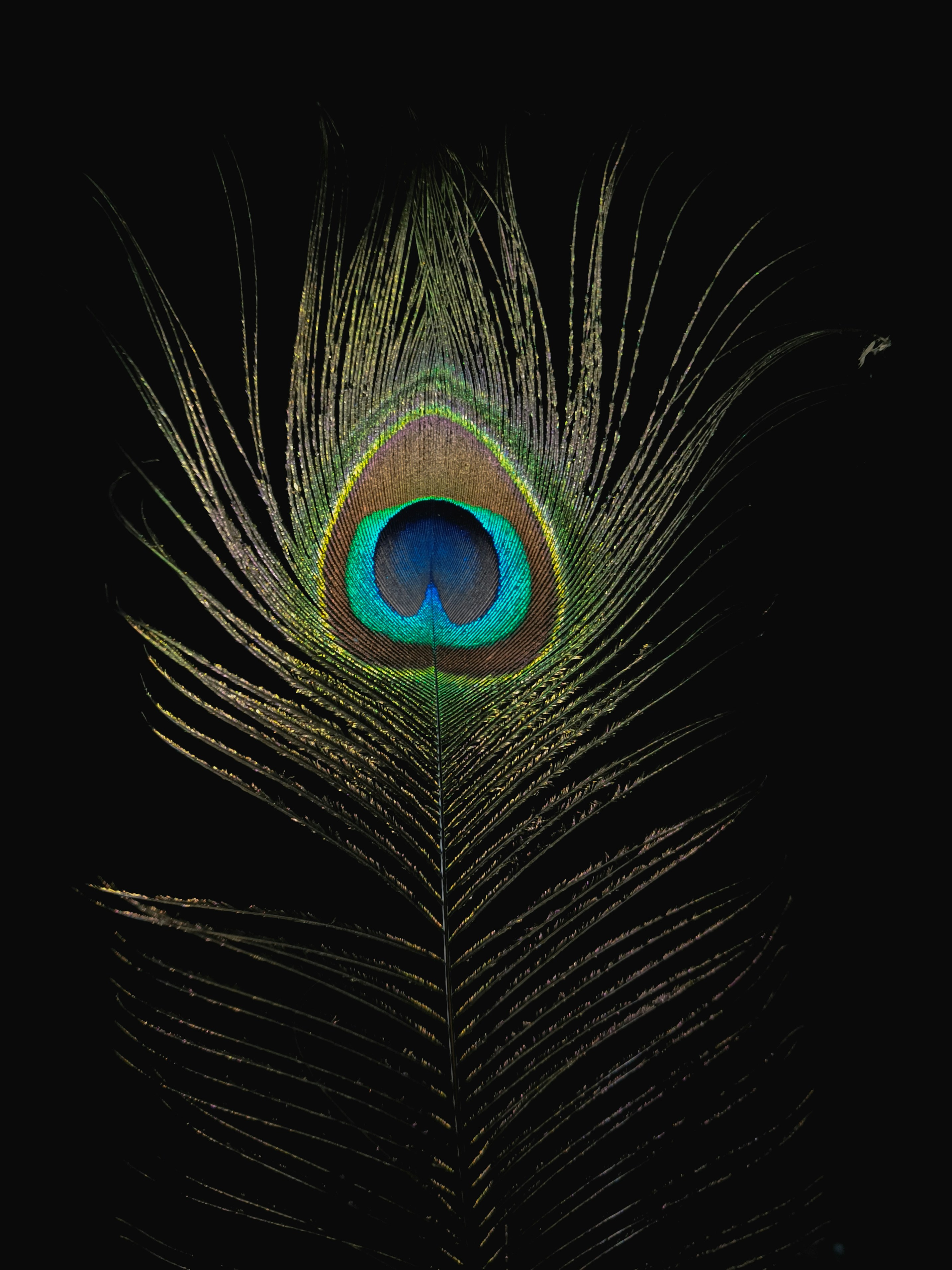 Close-up of a single peacock feather against a black background, highlighting the iridescent eye pattern. The shot emphasizes color and texture without distraction.