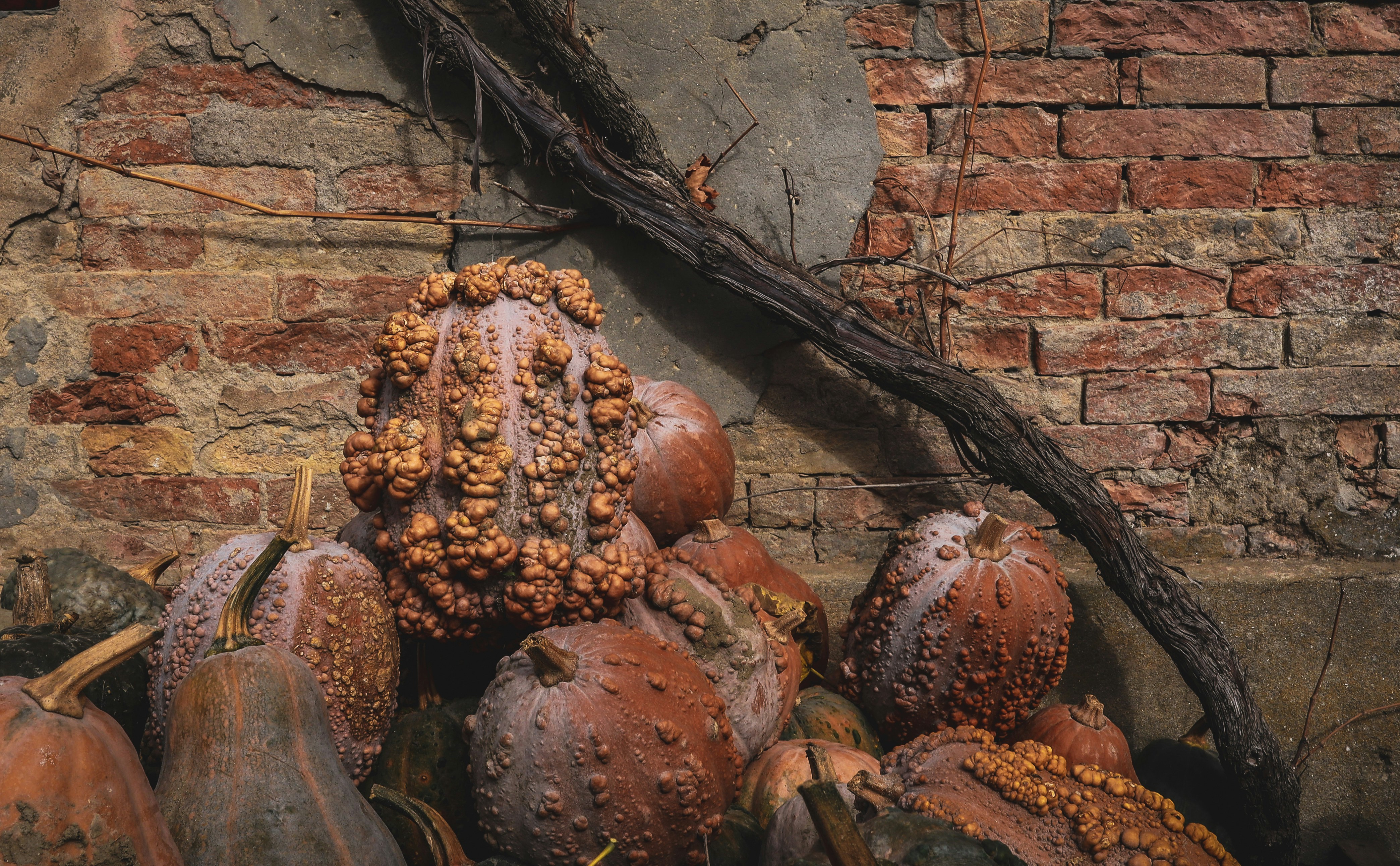 Warted Harvest: Pumpkins Nestle Against Weathered Brick