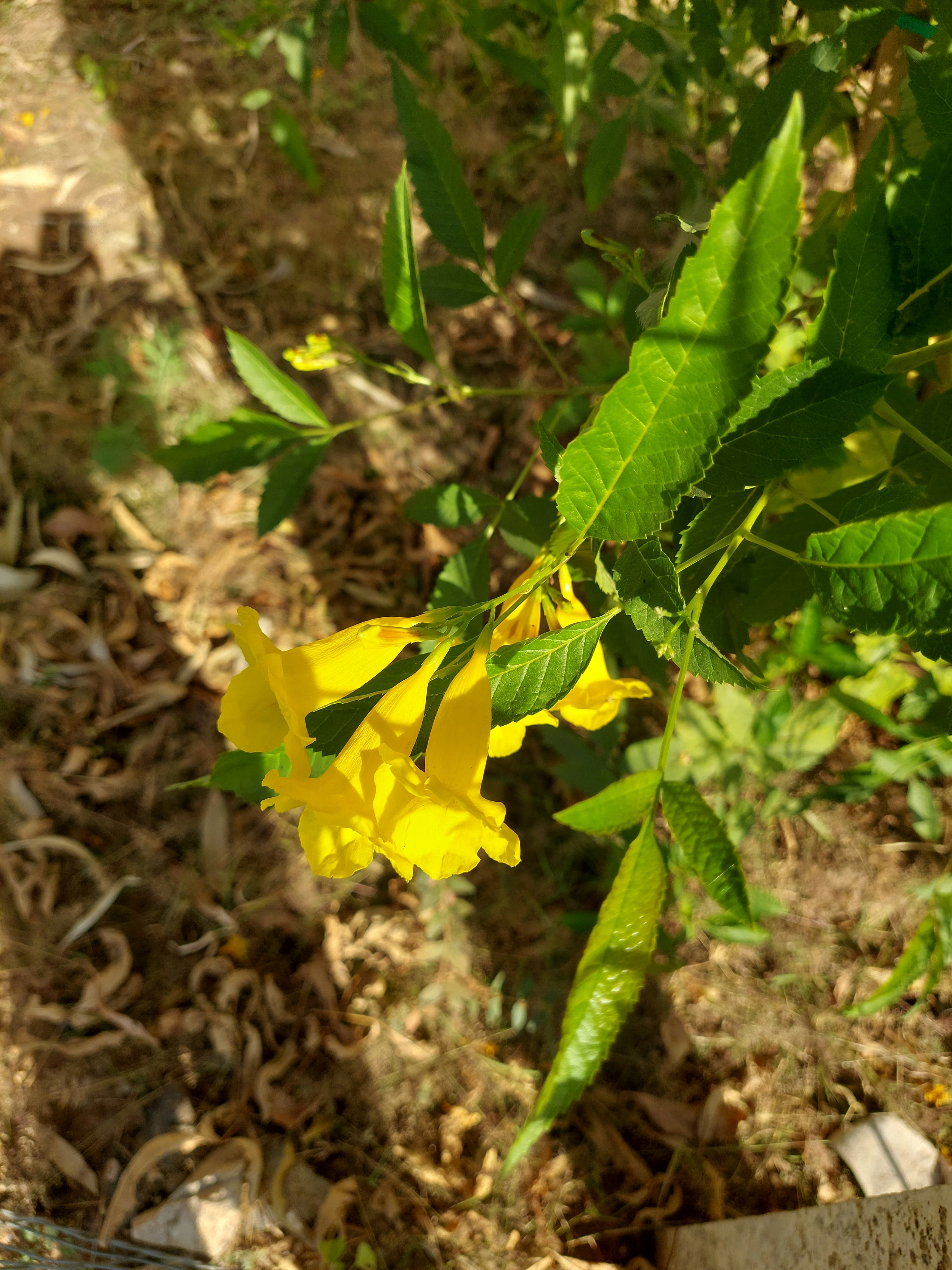 A single yellow trumpet-shaped bloom hangs among glossy green leaves in a sunlit garden bed.