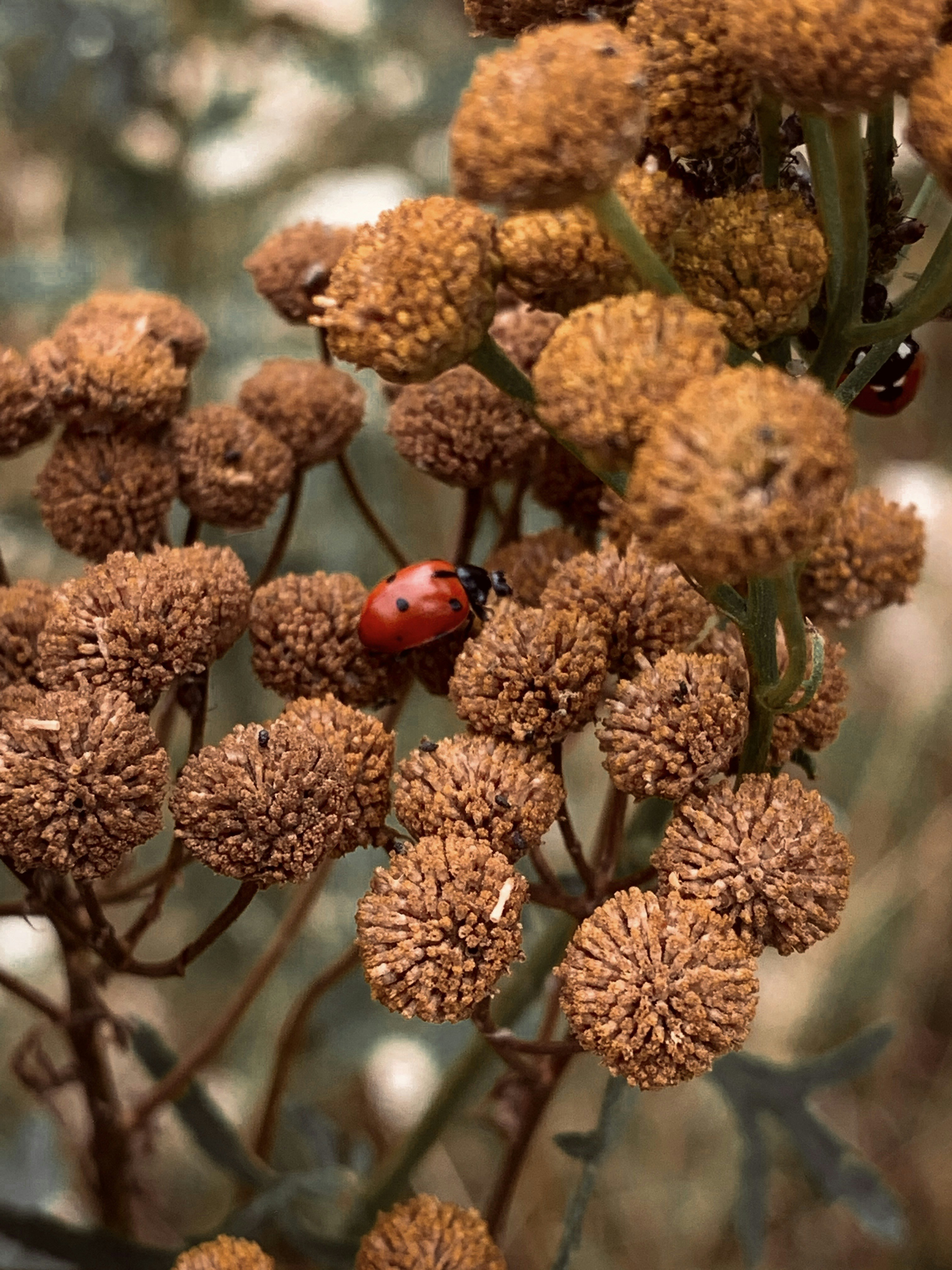 a ladybug on a plant photo – Free Russia Image on Unsplash