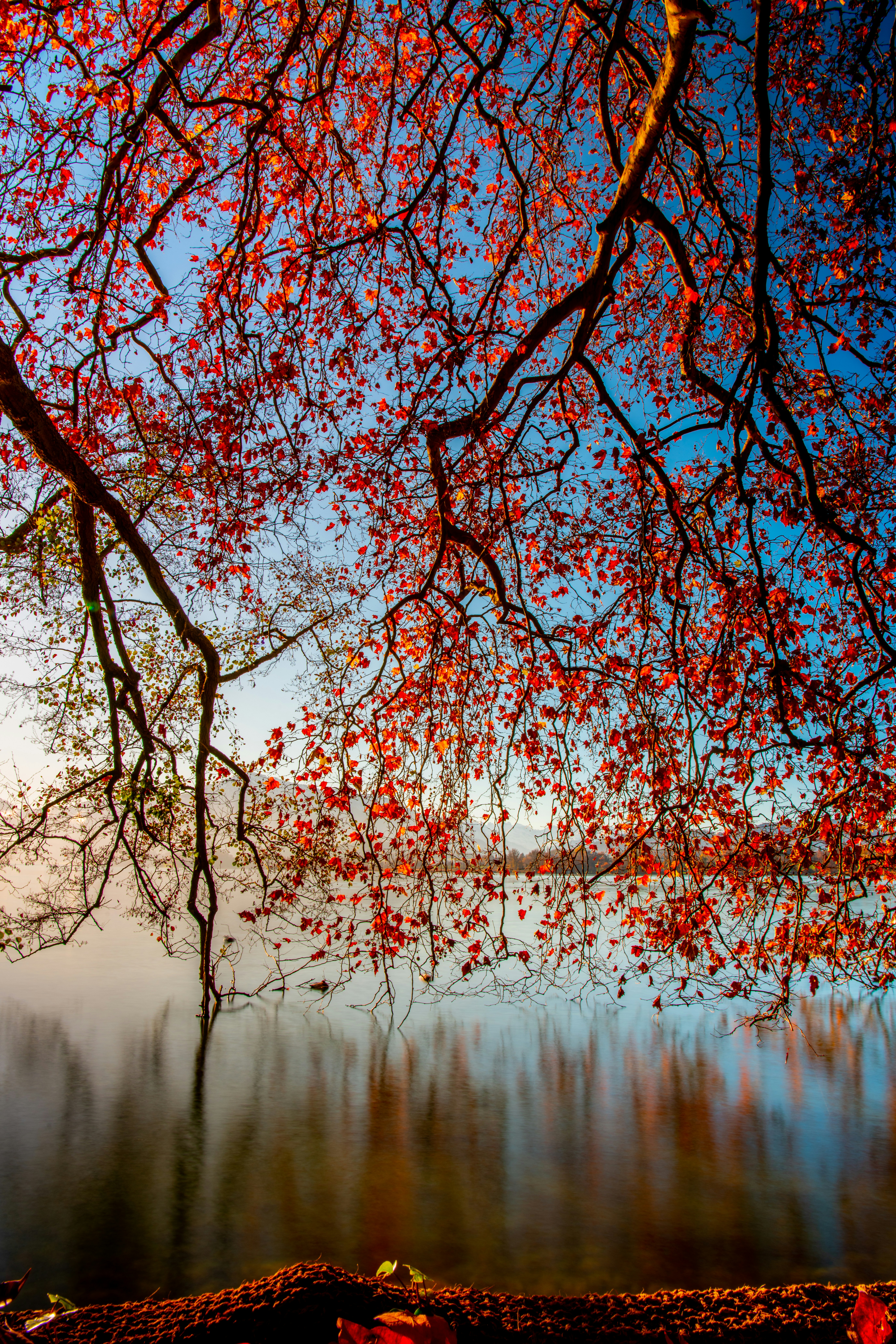 Un arbre aux feuilles rouges photo – Photo Cham Gratuite sur Unsplash