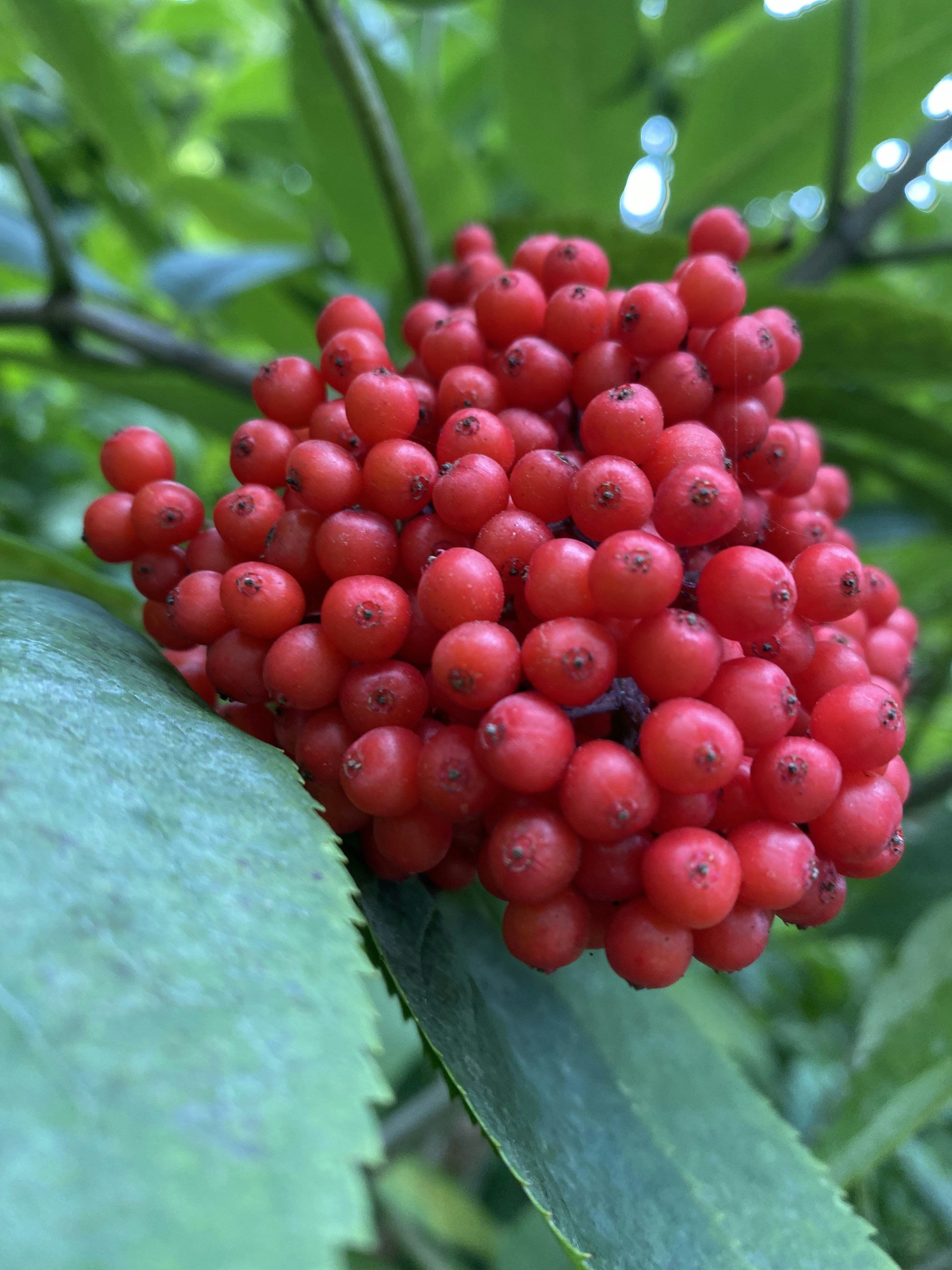 a bunch of red berries on a tree