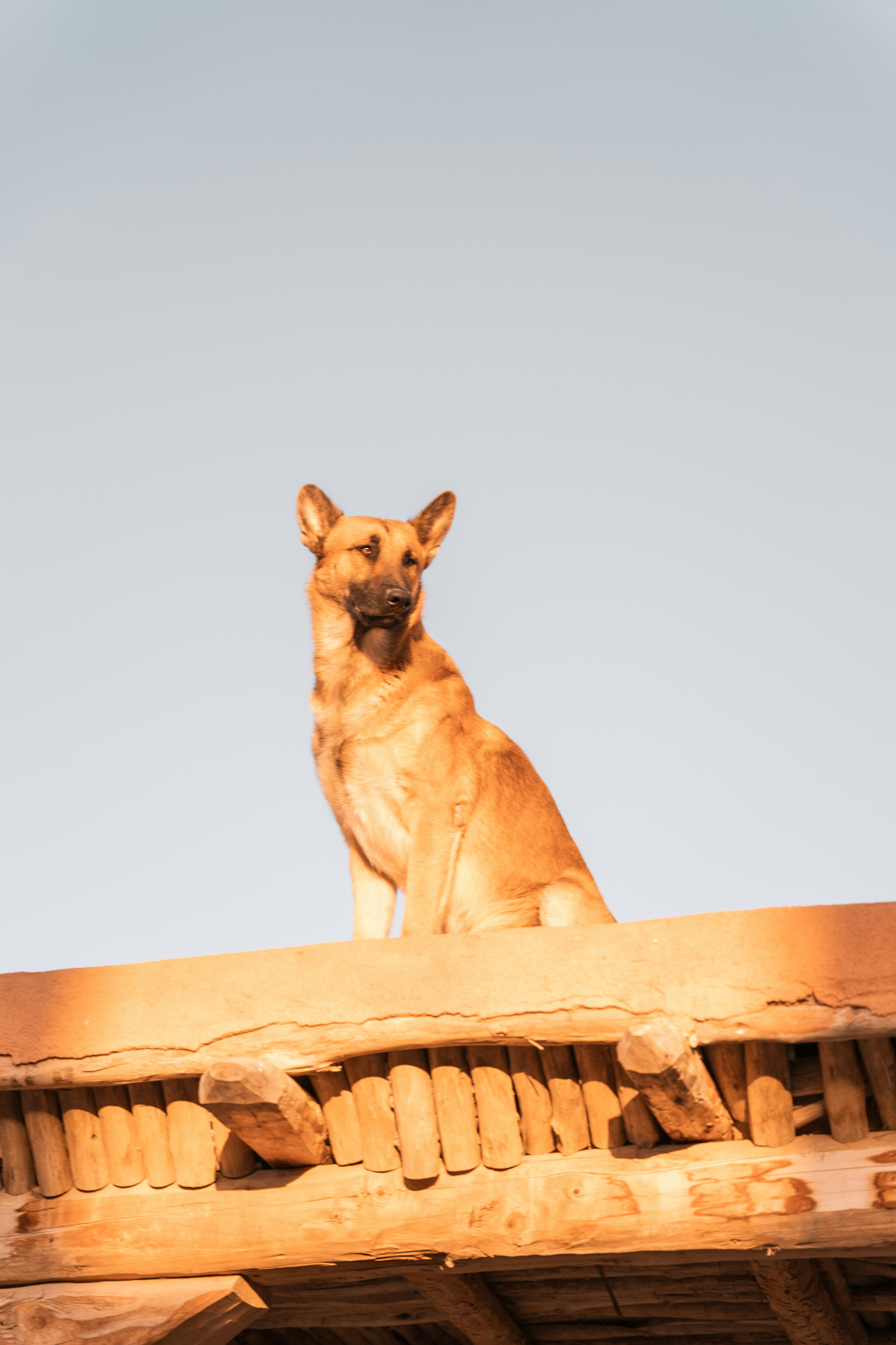 Dawn Sentinel: German Shepherd perched on sunlit wooden beam