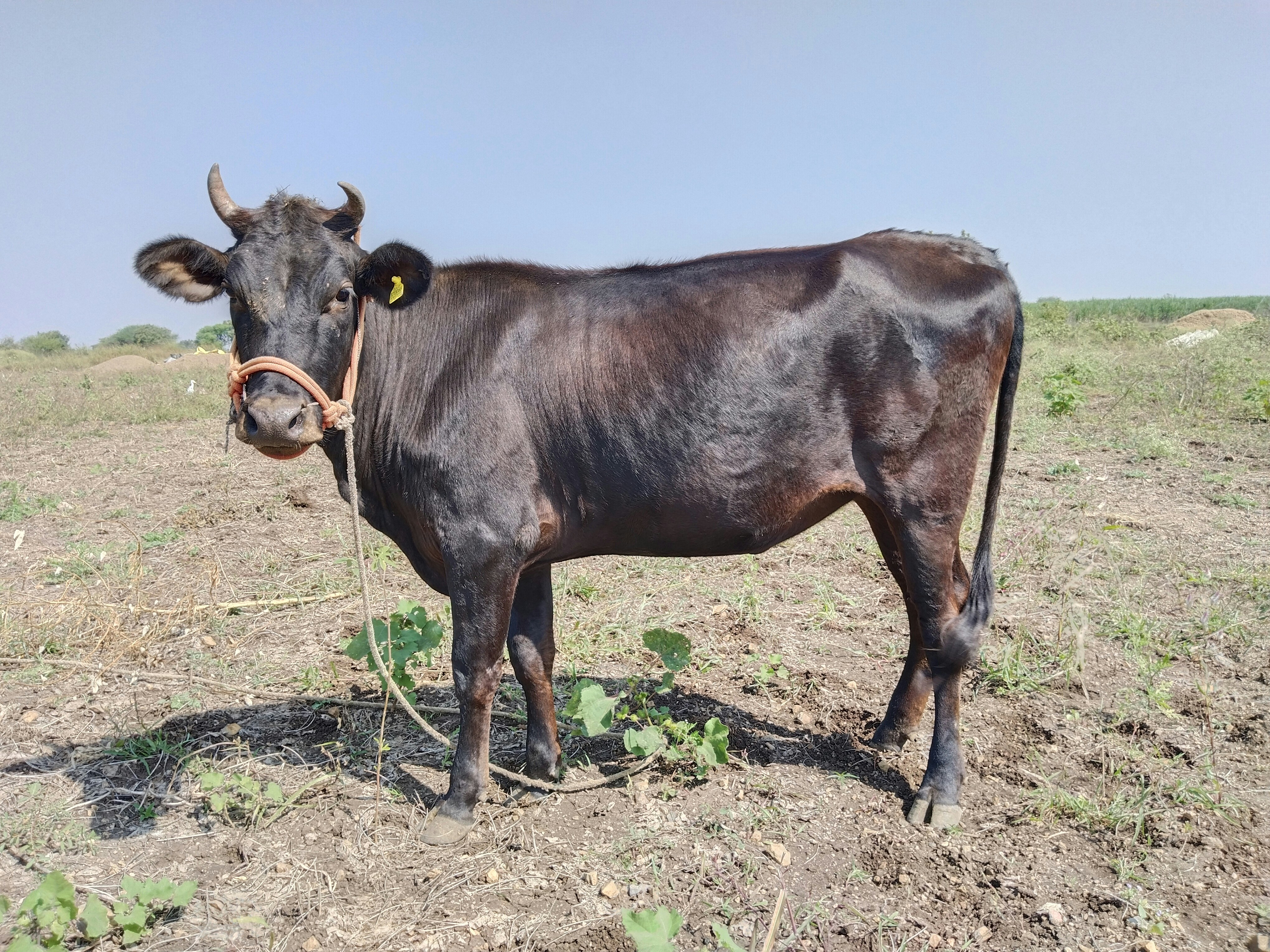 Herded in Open Field: A Black Cow Under Clear Sky