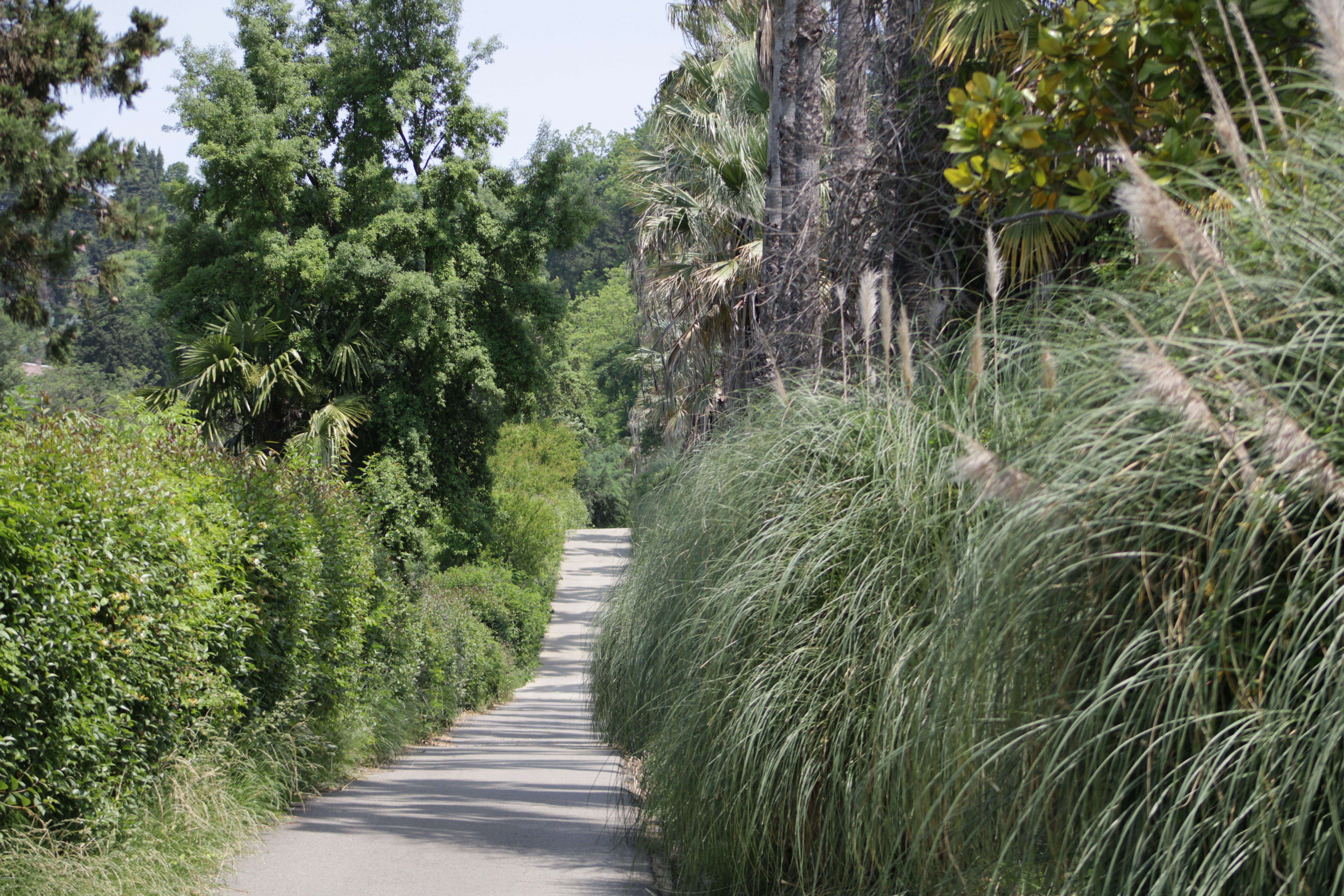 A path through a forest photo – Free Vegetation Image on Unsplash