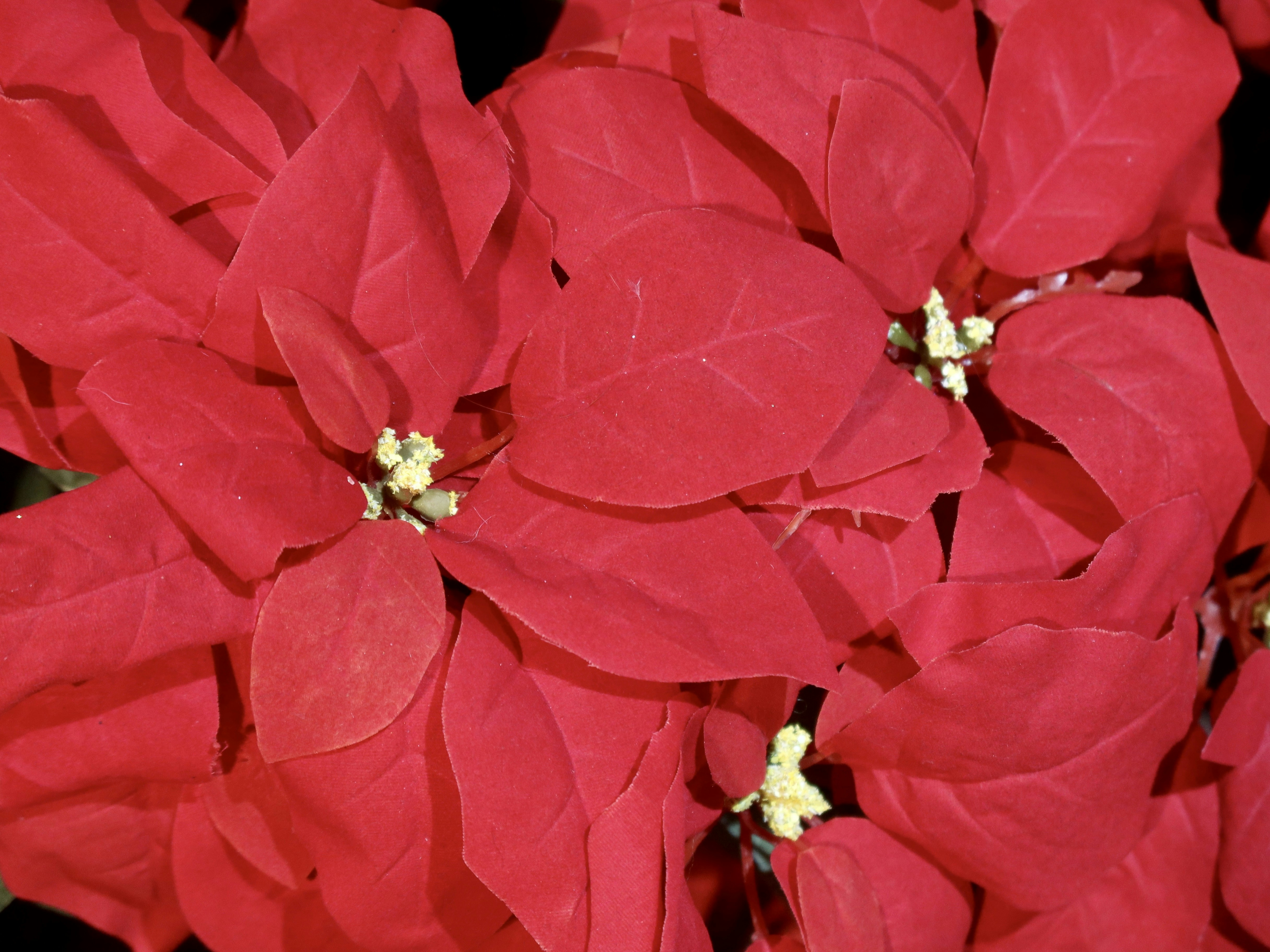 Crimson Poinsettias in Close-Up Burst