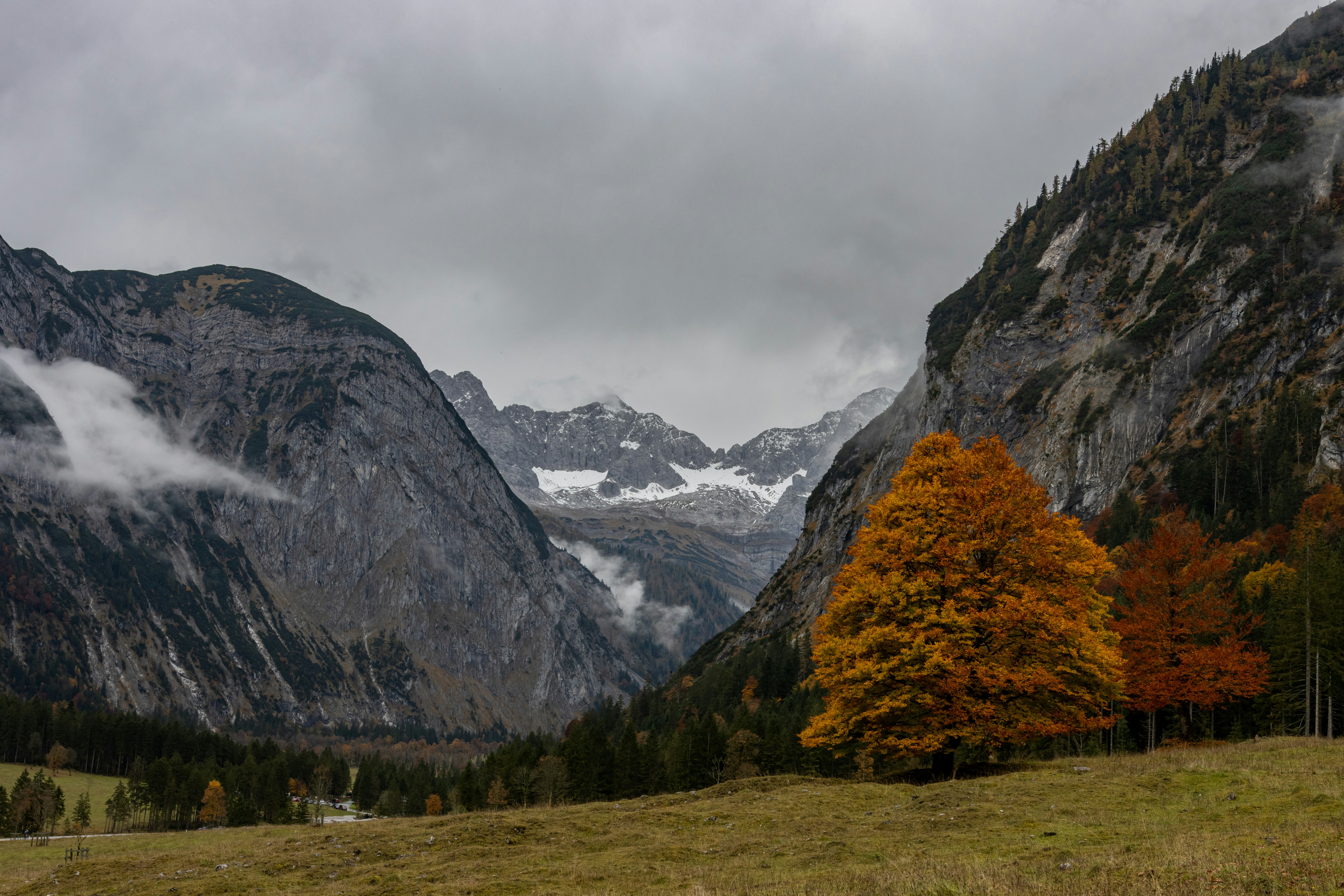 A landscape photograph featuring a vivid orange tree in the foreground, rolling meadow, and snow-dusted peaks under a gray cloudy sky.