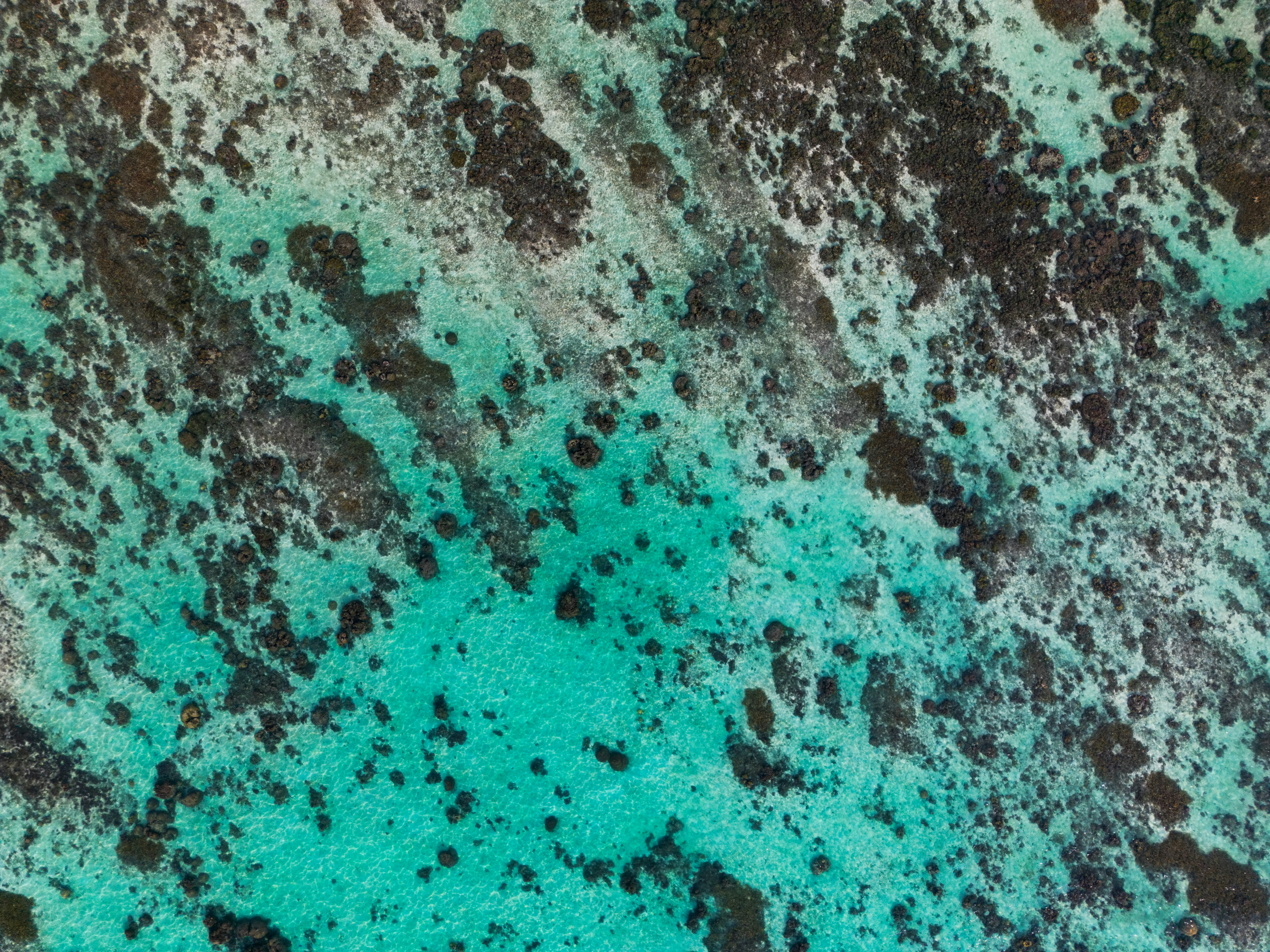 Turquoise Reef Echoes: A Coral-Pocked Sea Floor
