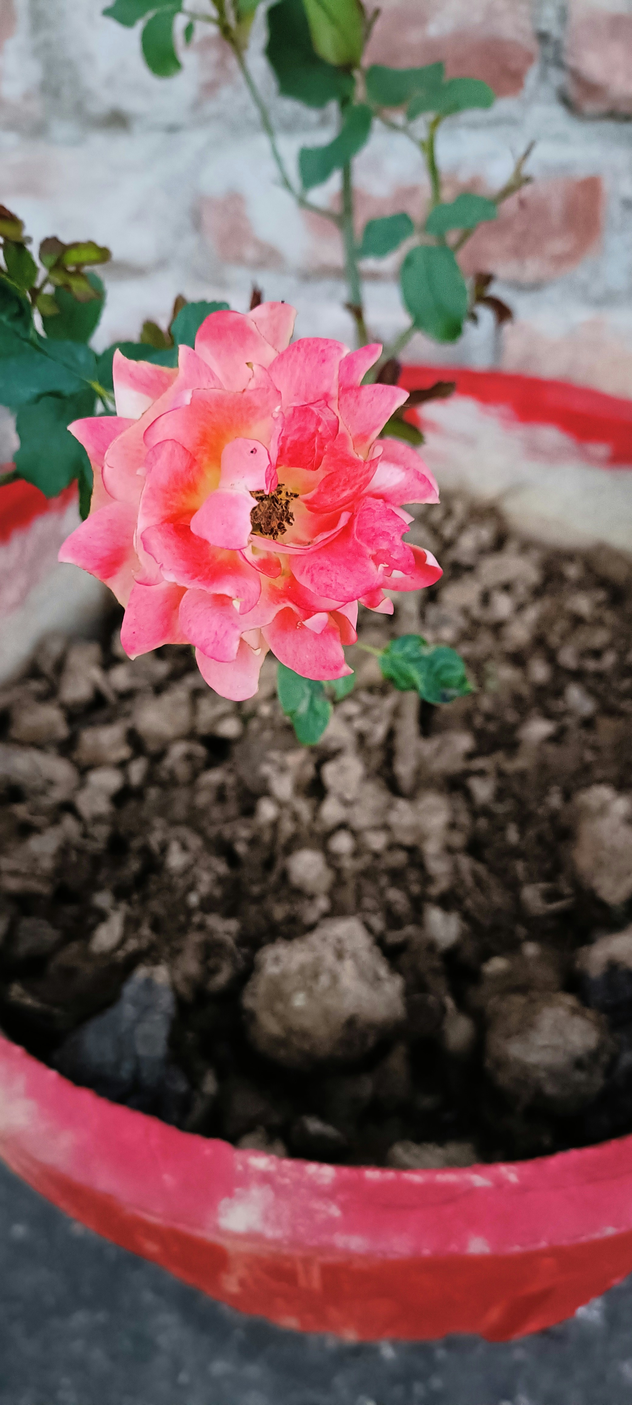 Crimson Rose in a Rustic Red Pot: Quiet Morning Close-Up