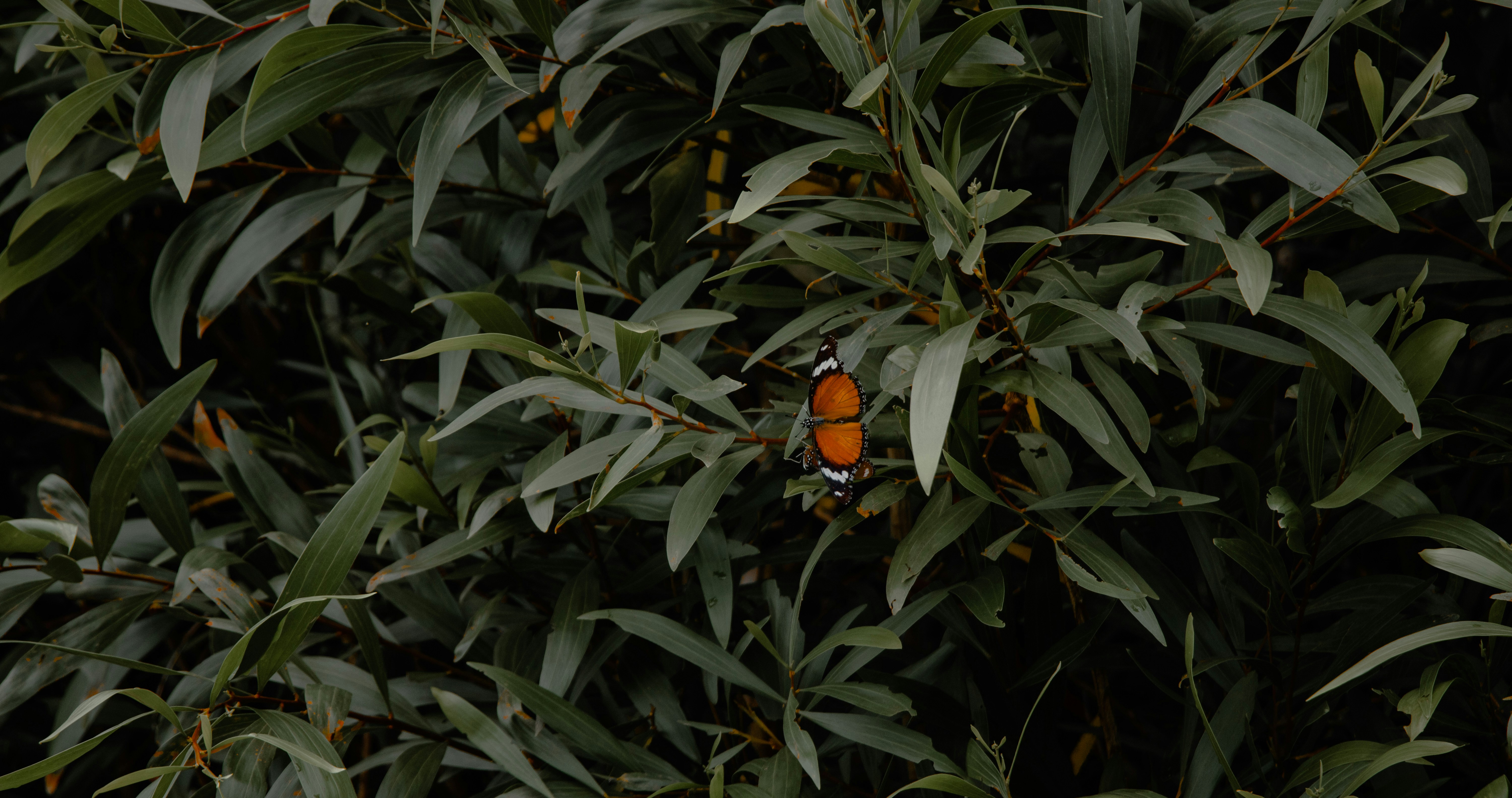 Hidden Monarch in a Canopy of Green
