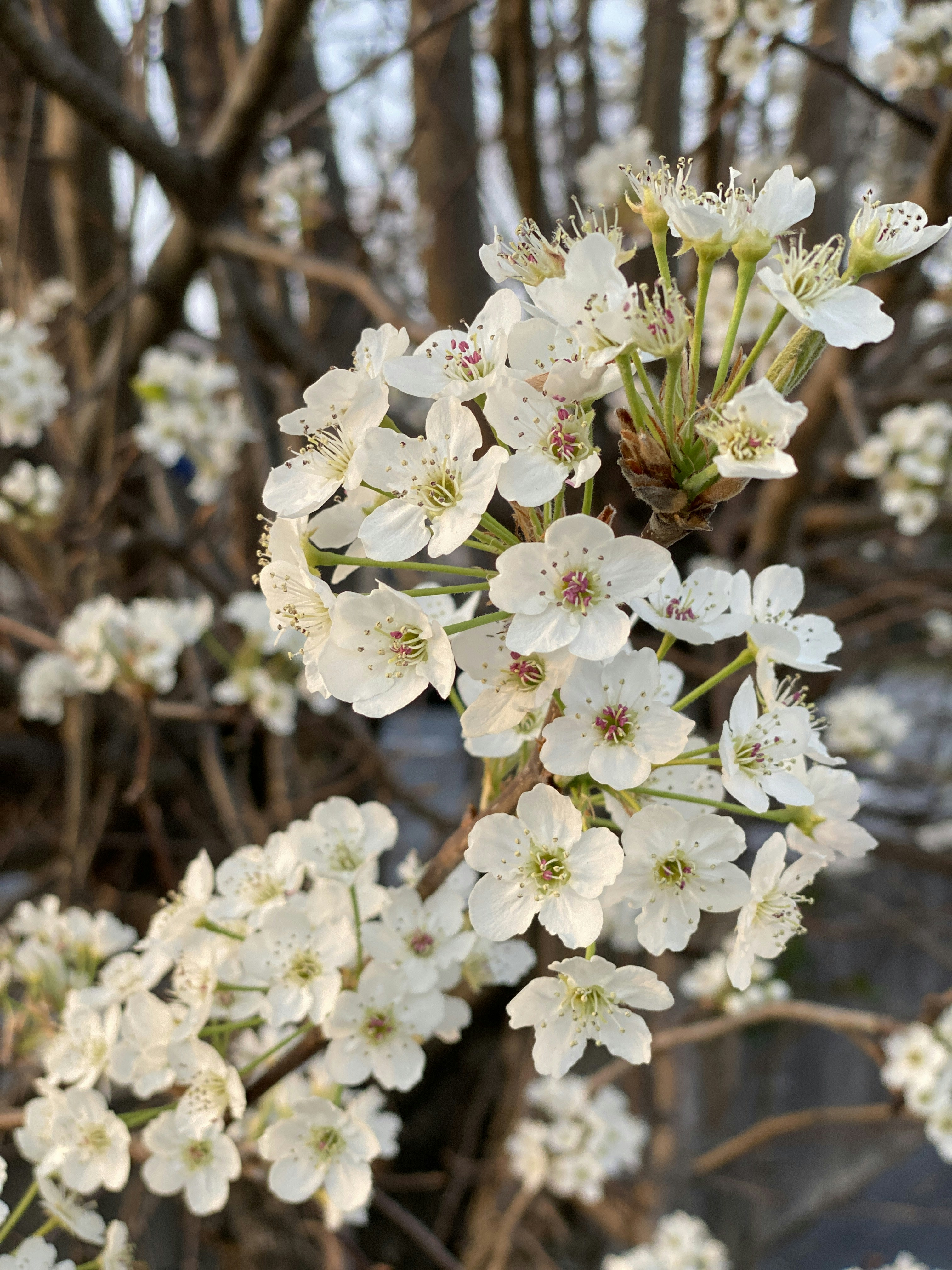 Whispers of Spring: A Floral Symphony
