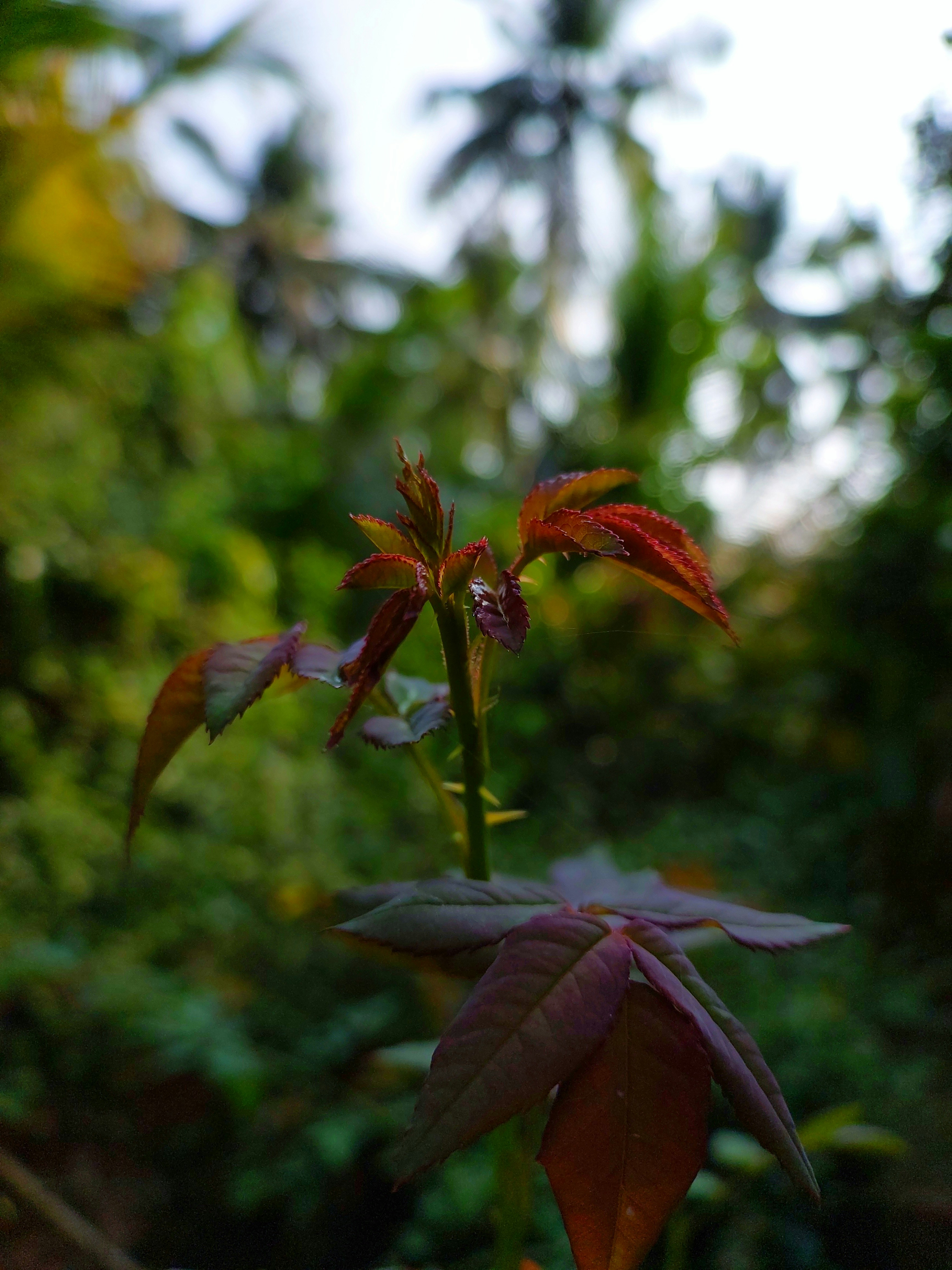 Newly sprouted rose leaves with vibrant reddish hues stand out against a blurred green backdrop of tropical foliage.