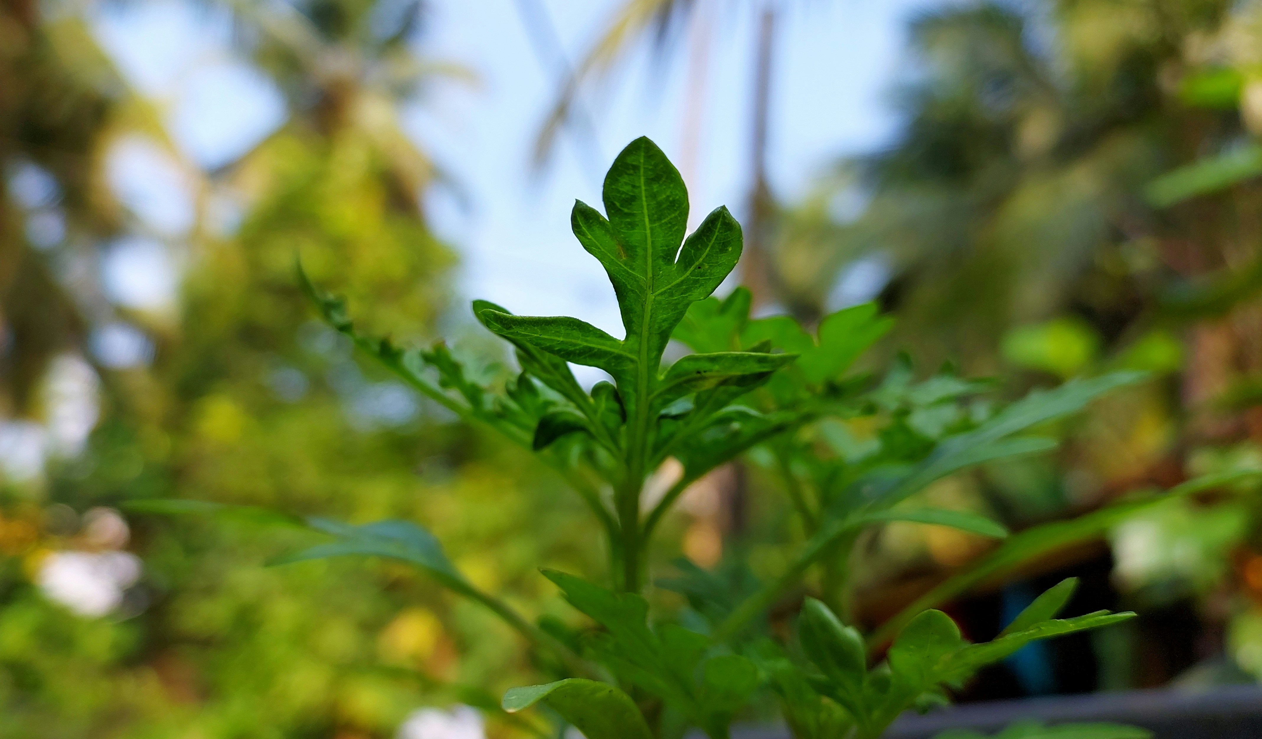 Close-up photograph of a fresh green leaf with a shallow depth of field. The image highlights natural texture against a sunlit garden blur.