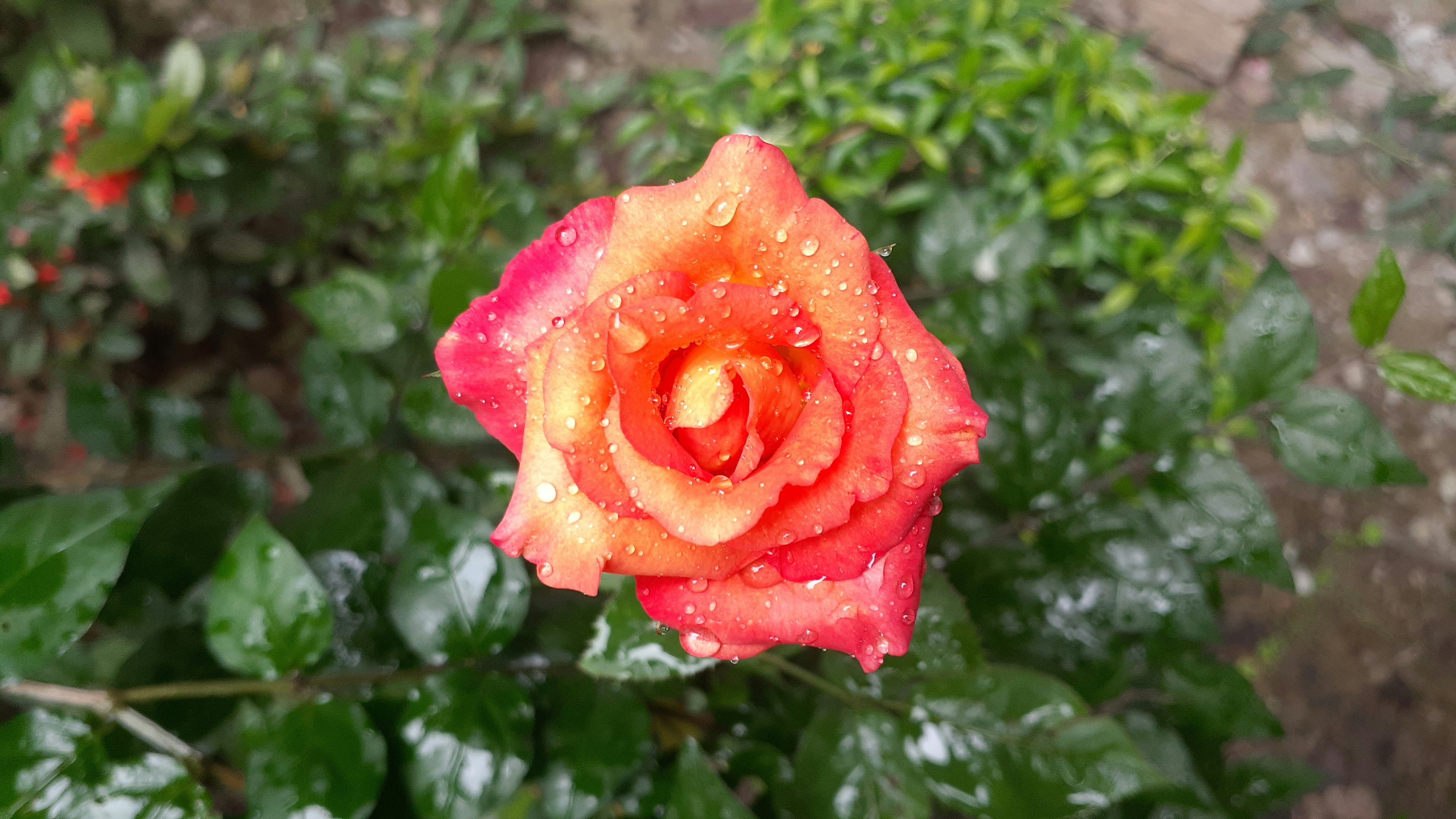 Vibrant rose with petals transitioning from yellow to pink, adorned with droplets of water, surrounded by lush green foliage.