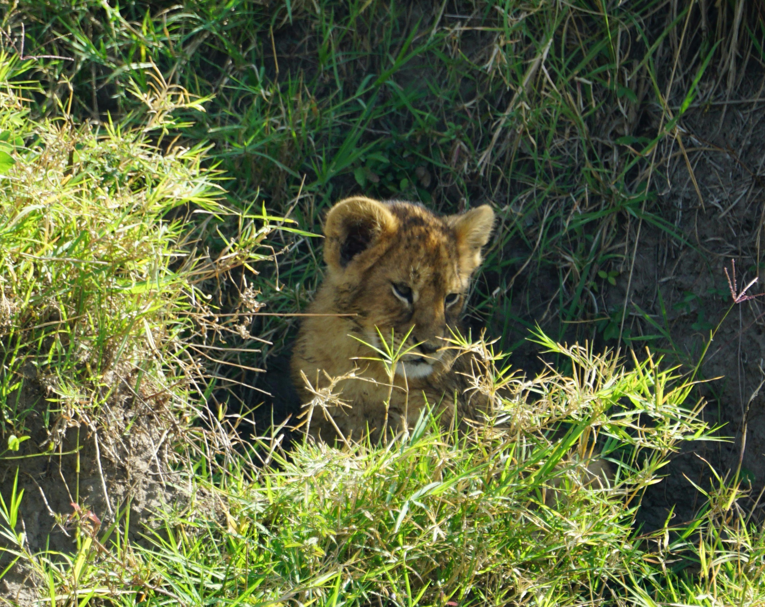 From Cubs to Kings — The Life Stages of a Male Lion - felinefam.com