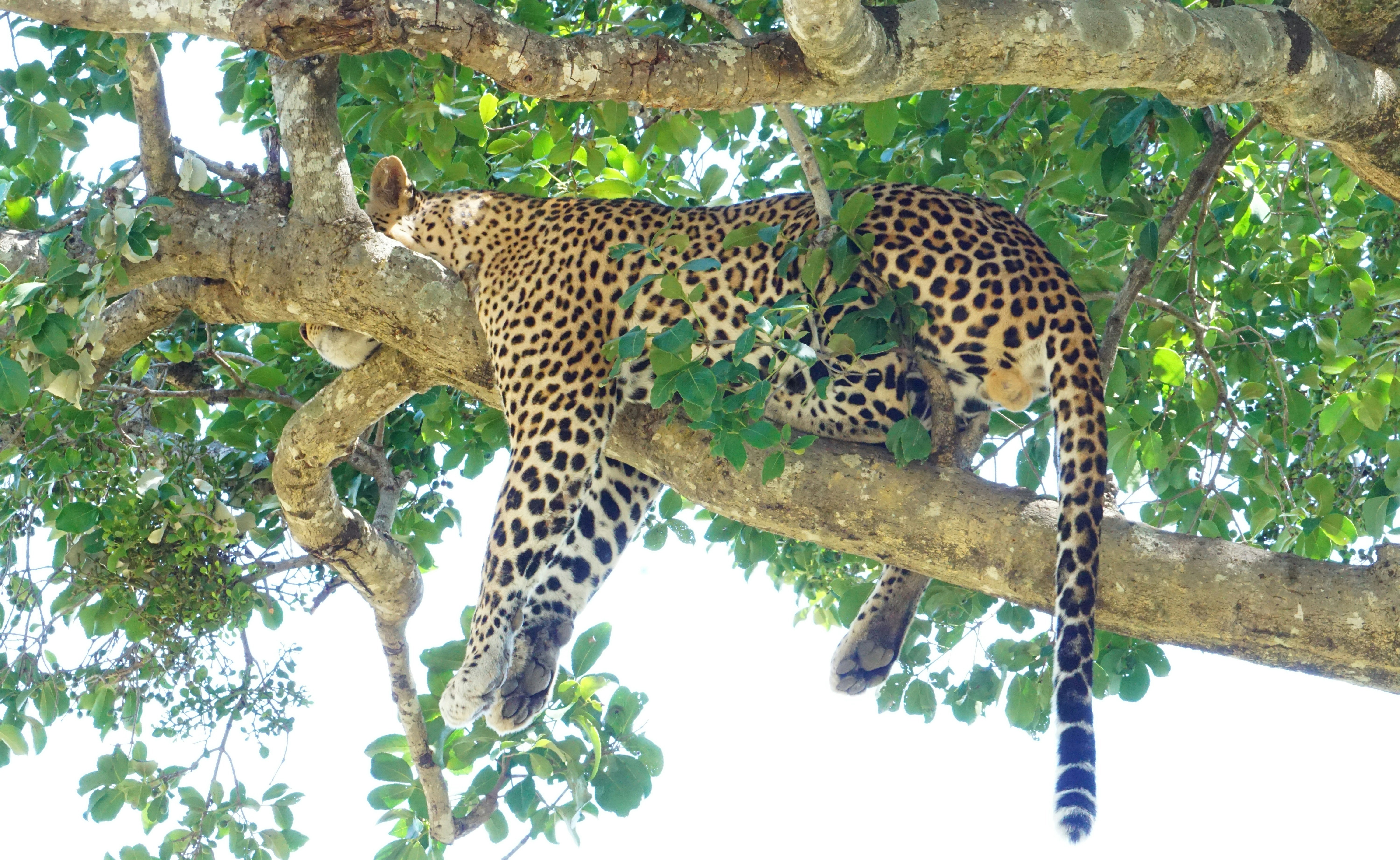 A leopard in a tree photo – Free Panther Image on Unsplash