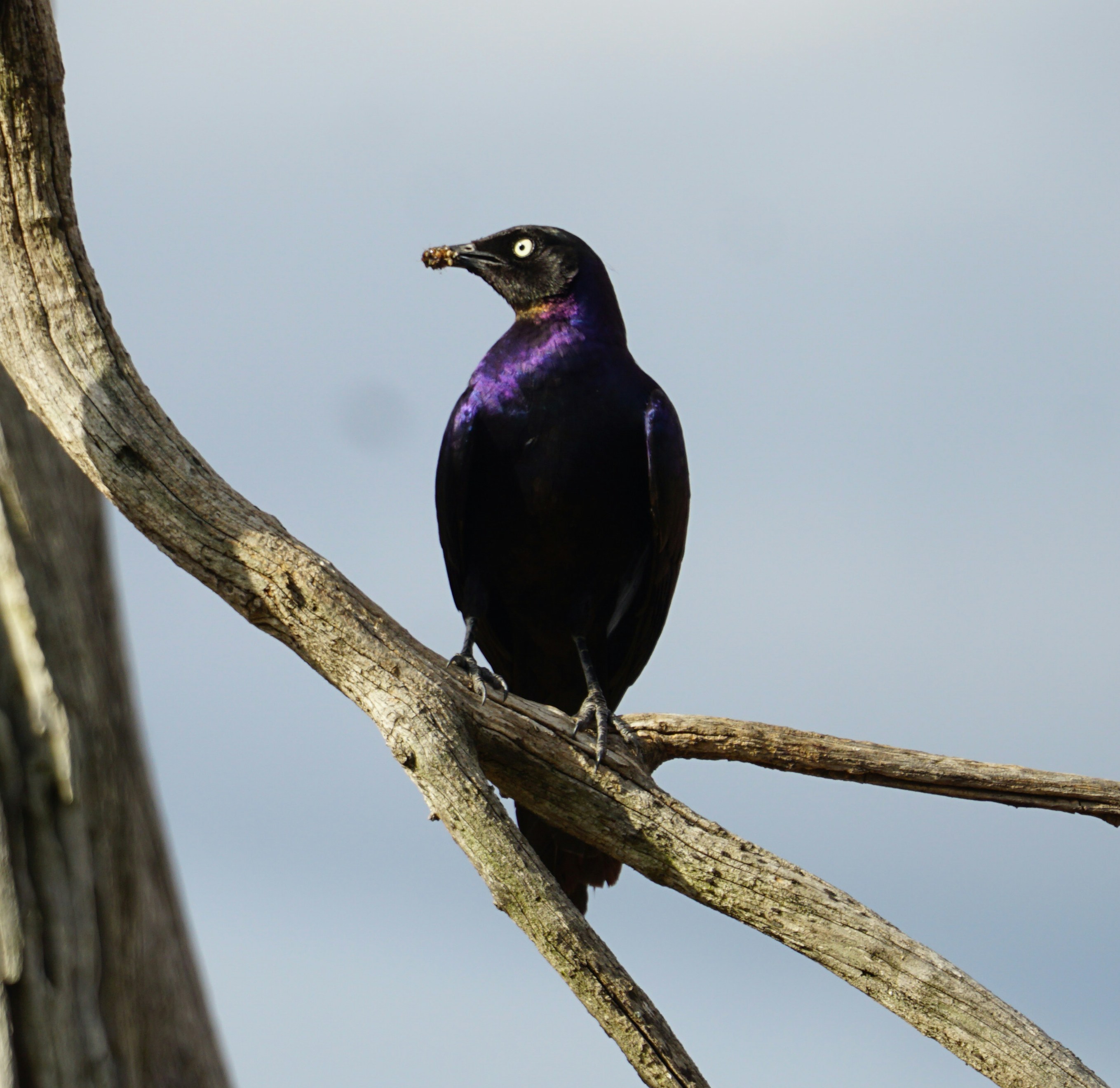 Iridescent Starling on a Weathered Branch Against a Pale Sky