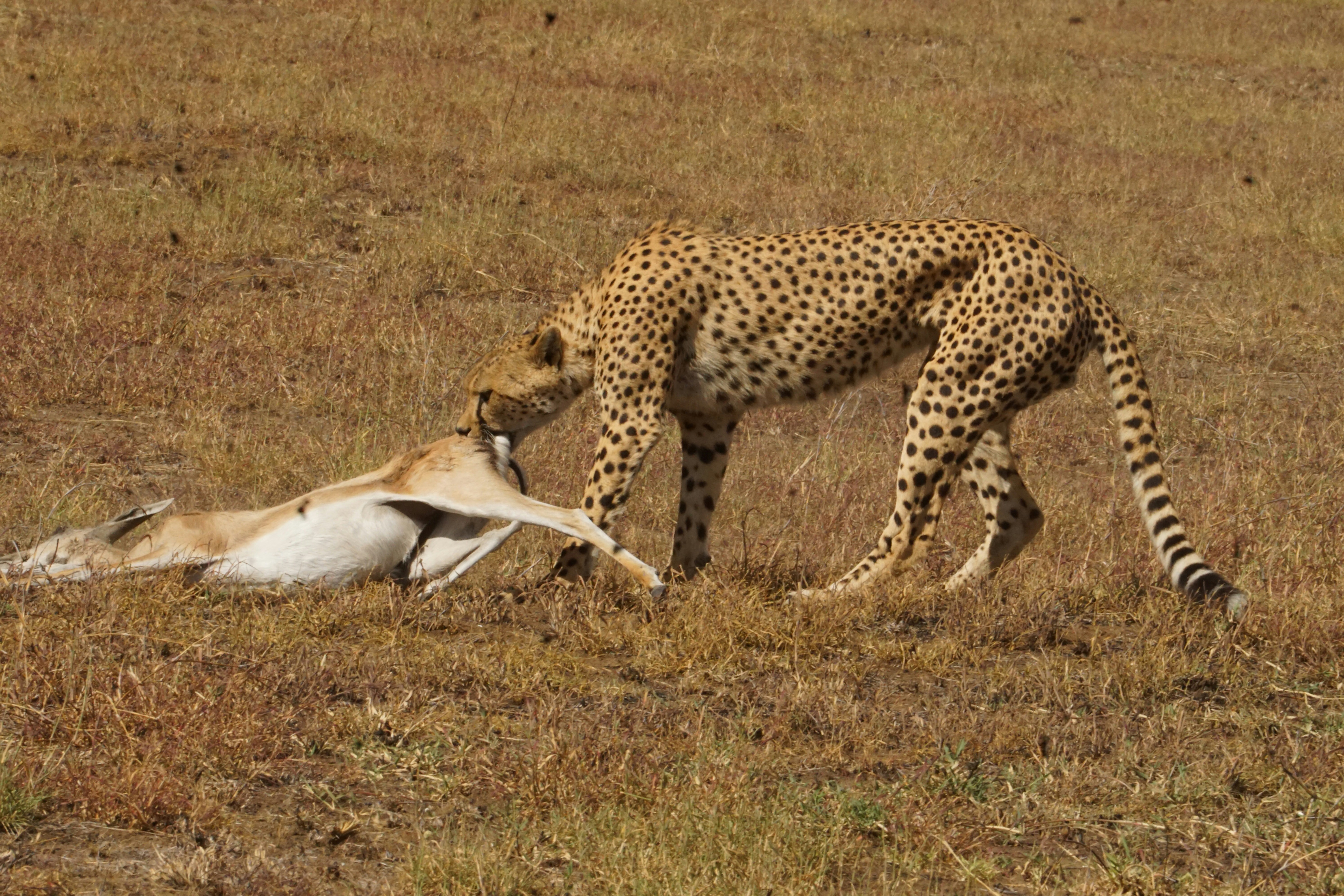 A cheetah chasing a cheetah photo – Free Animal Image on Unsplash