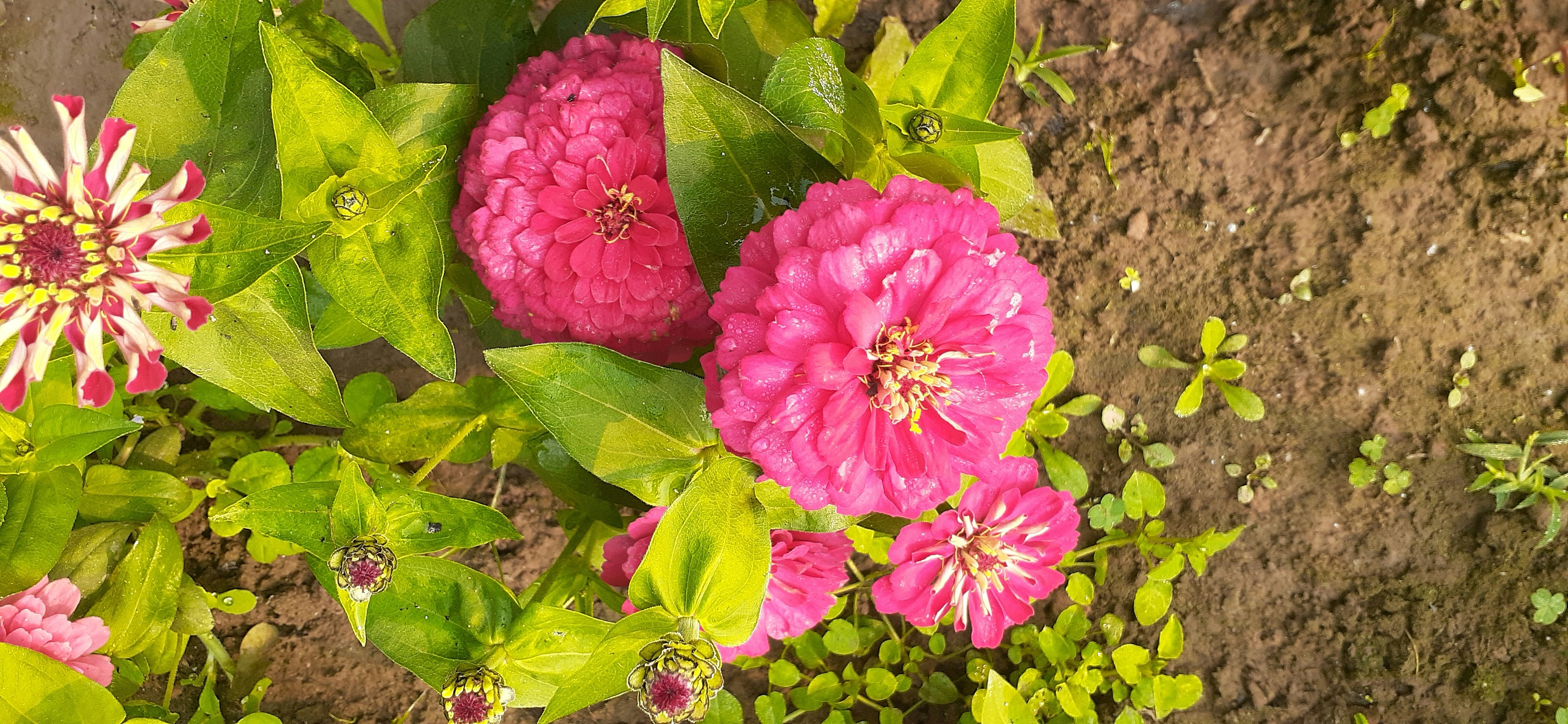 Candy-Pink Blossoms in a Sunlit Garden Patch