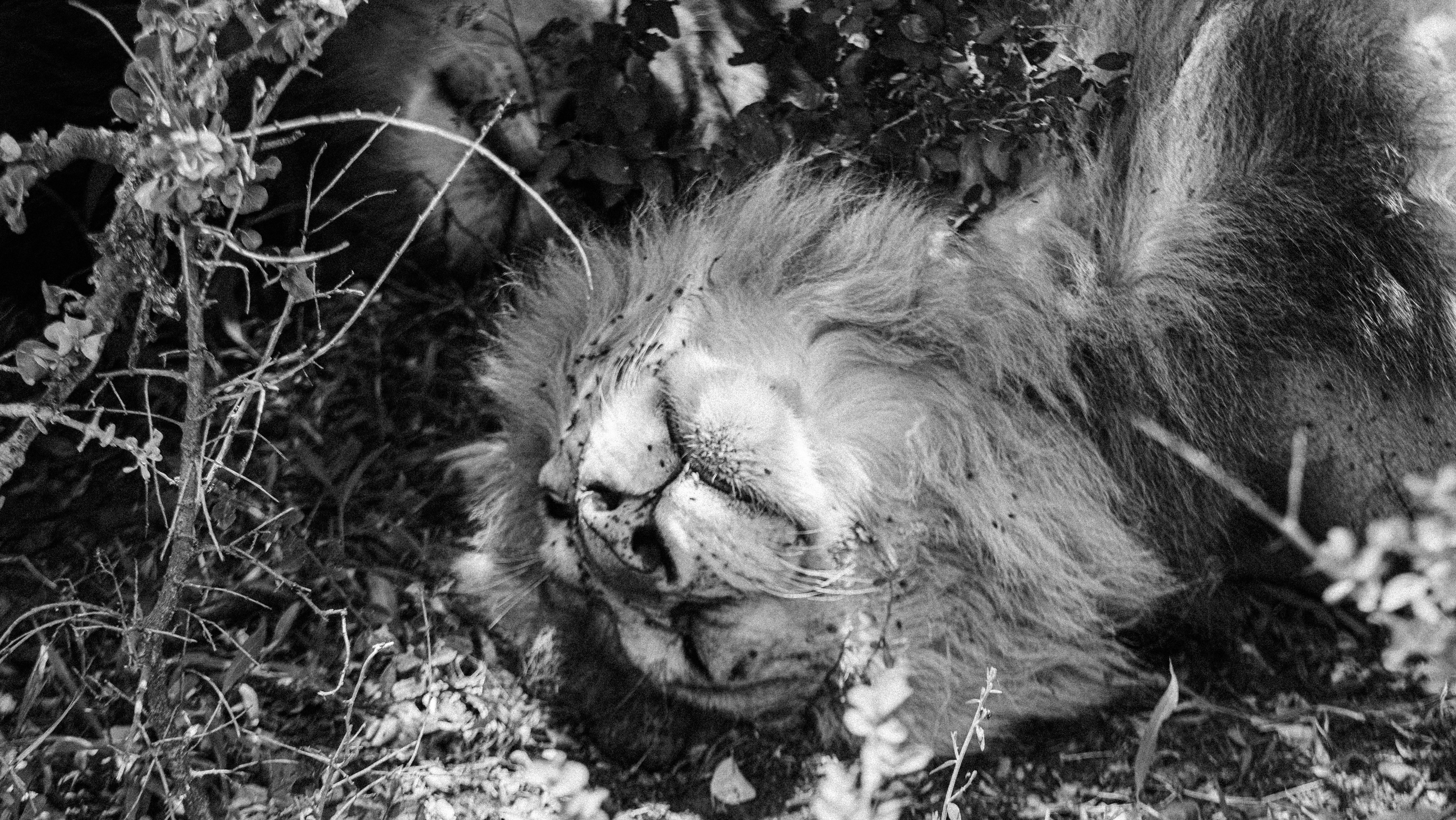 Lion's Quiet Repose Beneath Thorned Scrub