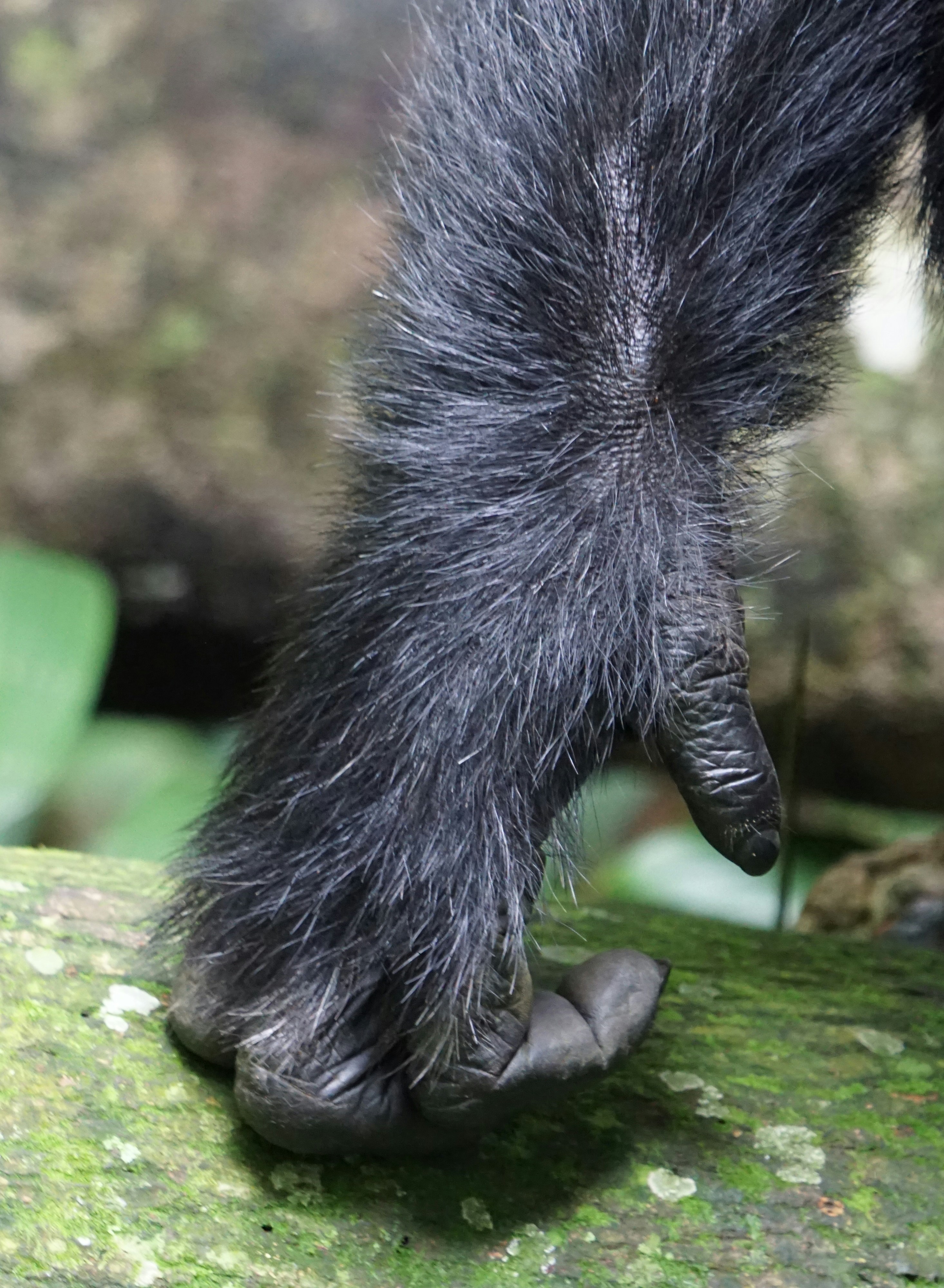 Nature's Grasp: A Close Encounter with the Wild