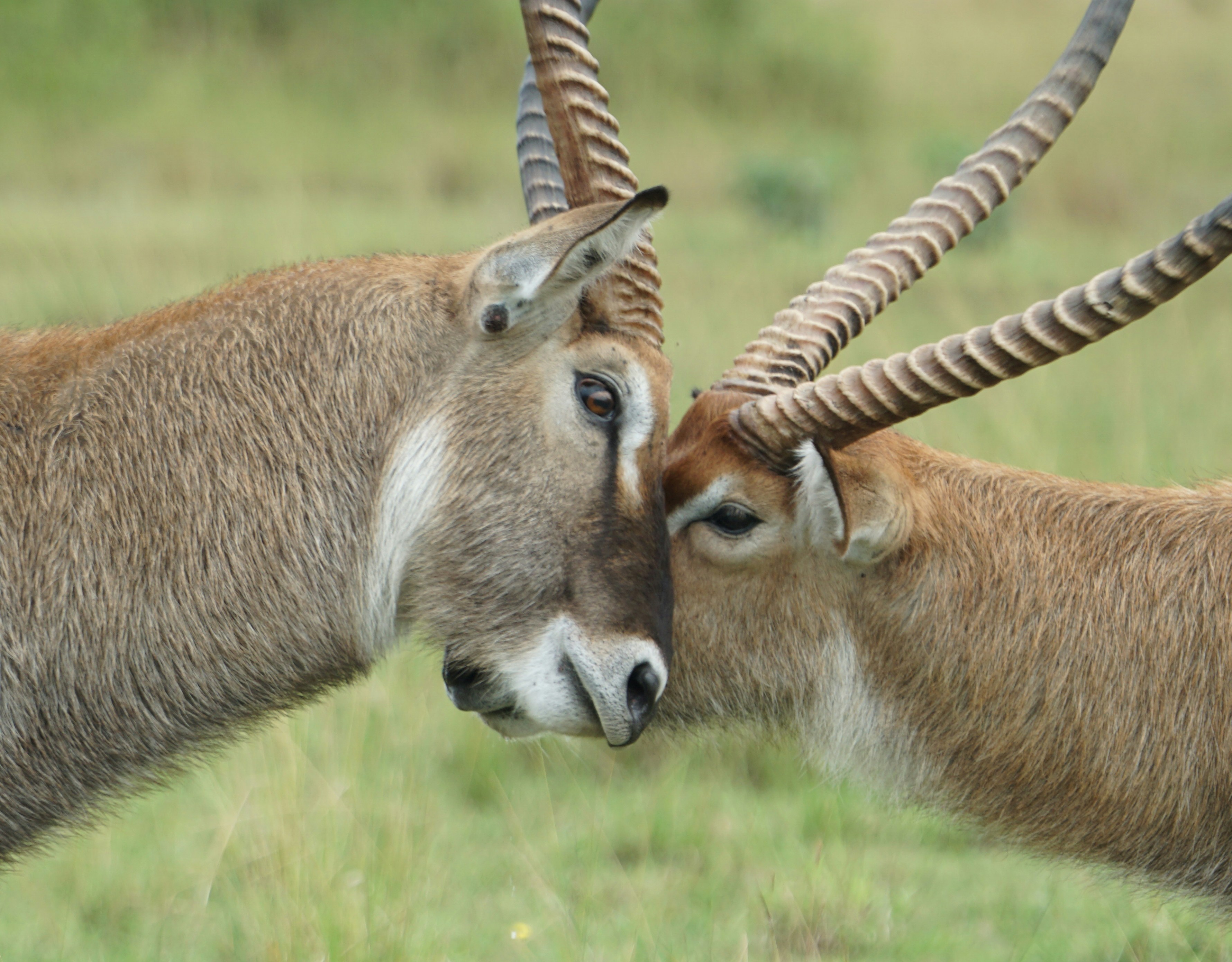 a couple of deer in a field