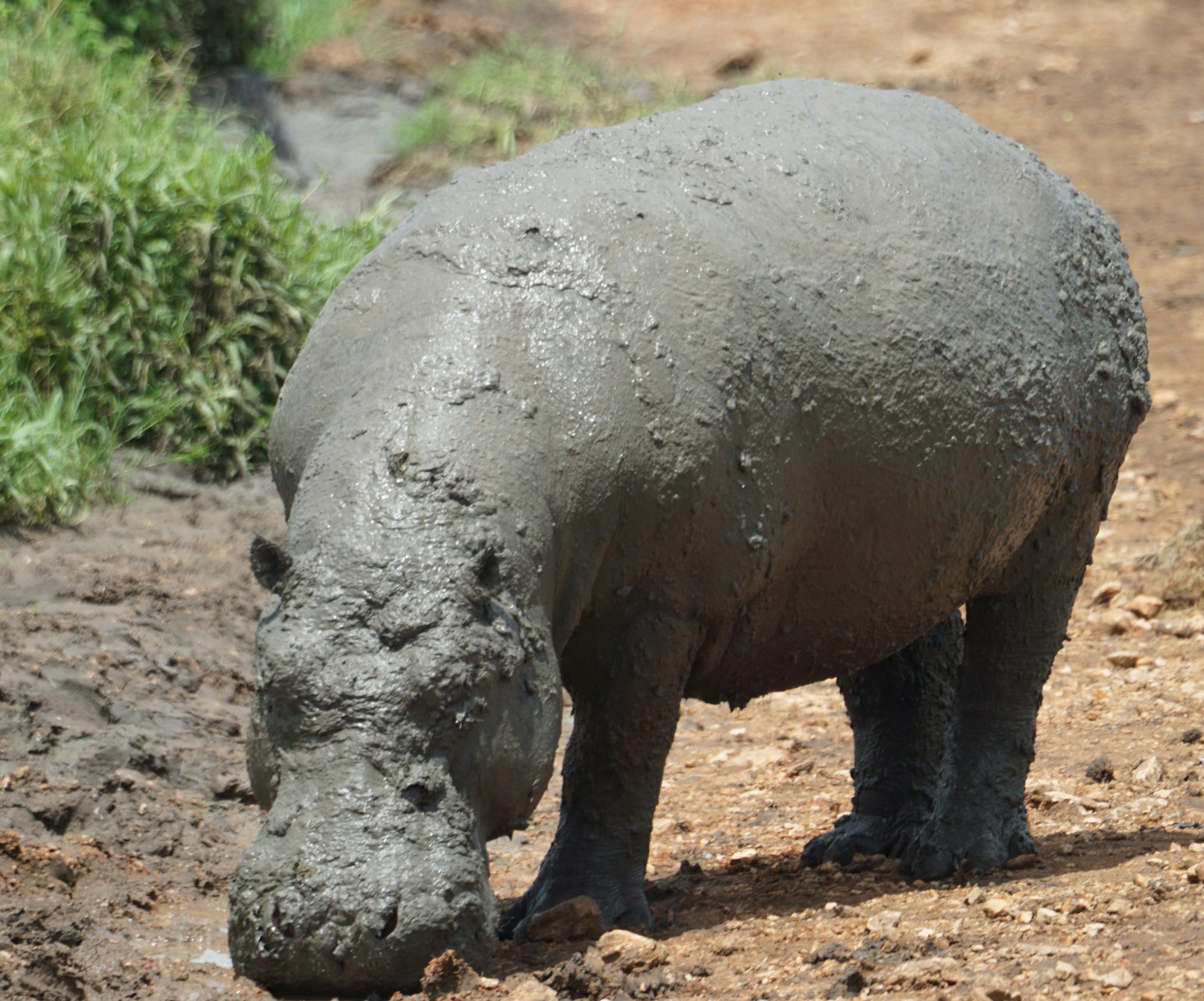 A large grey rhinoceros photo – Free Animal Image on Unsplash