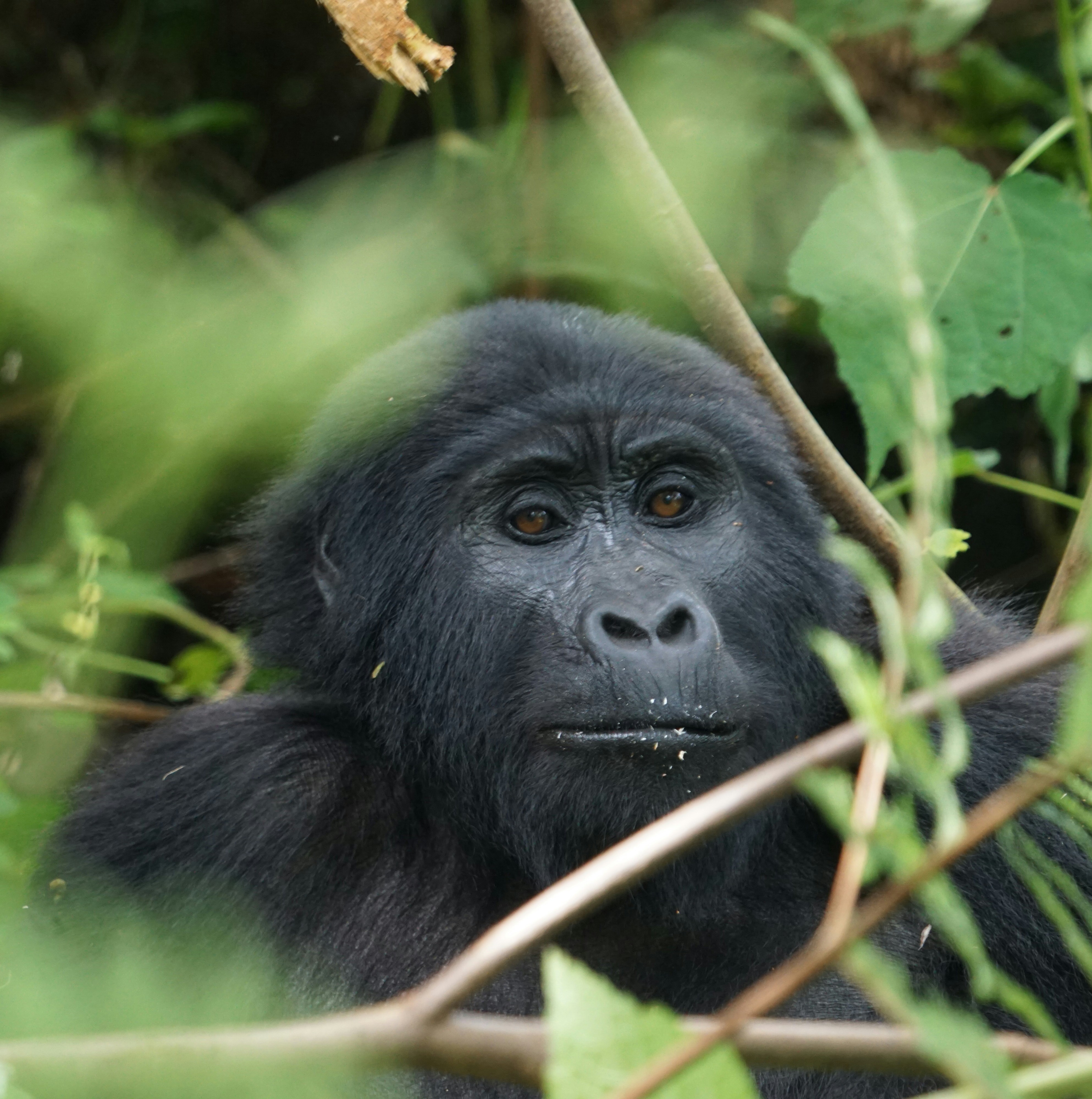 A black monkey in a tree photo – Free Animal Image on Unsplash