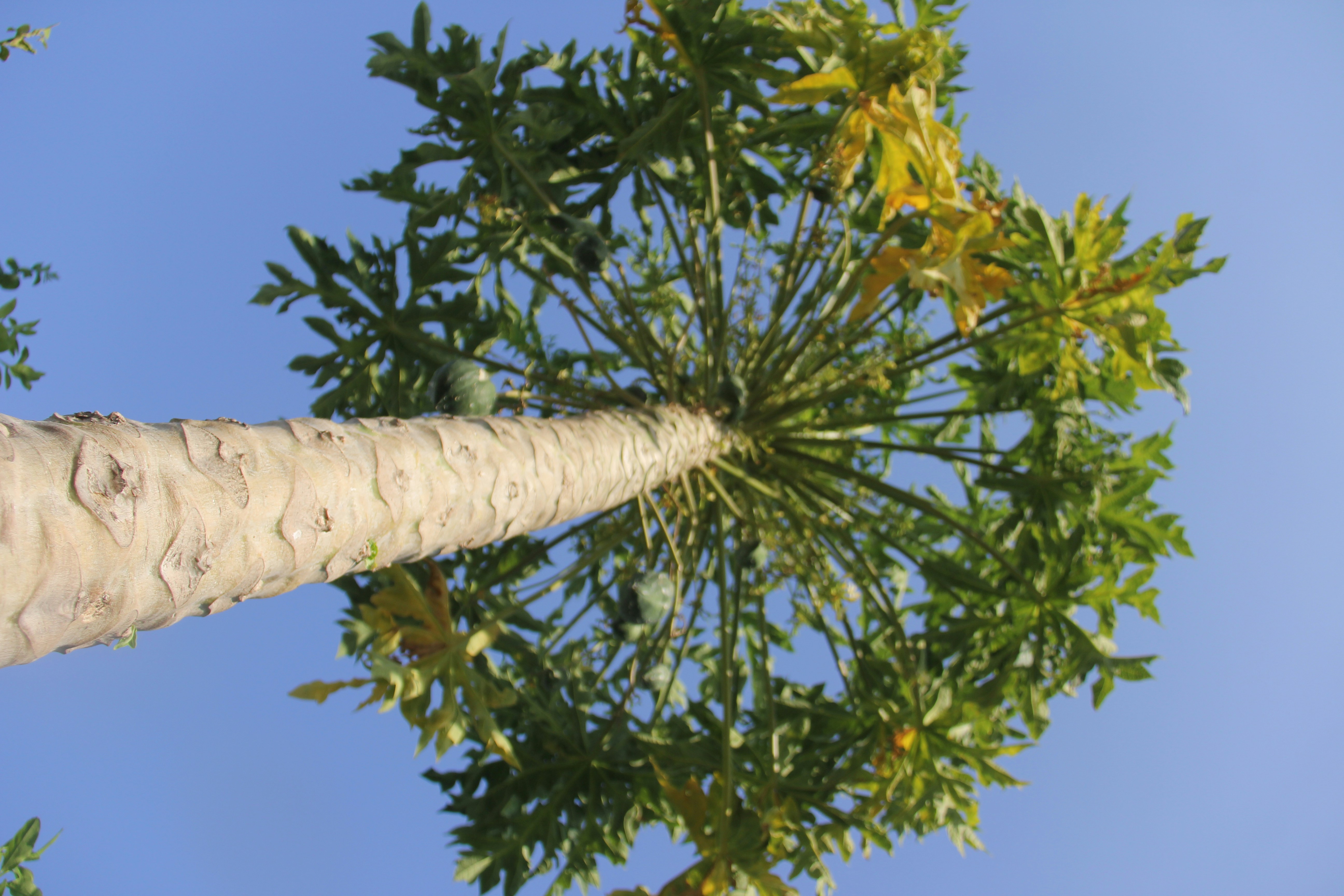 a tree with a sign on it