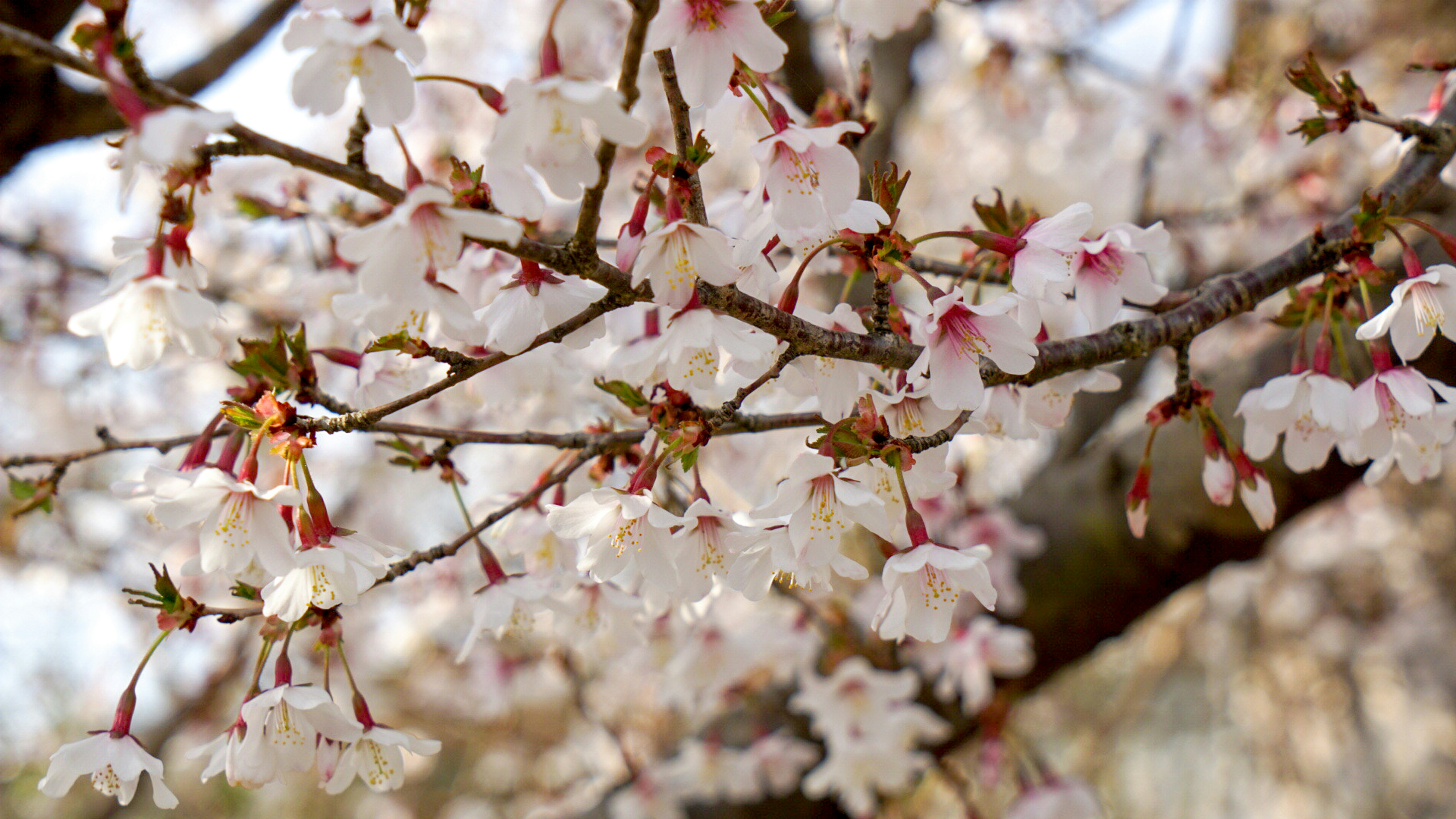 Morning Light on Sakura: A Close-Up of Delicate Blossoms