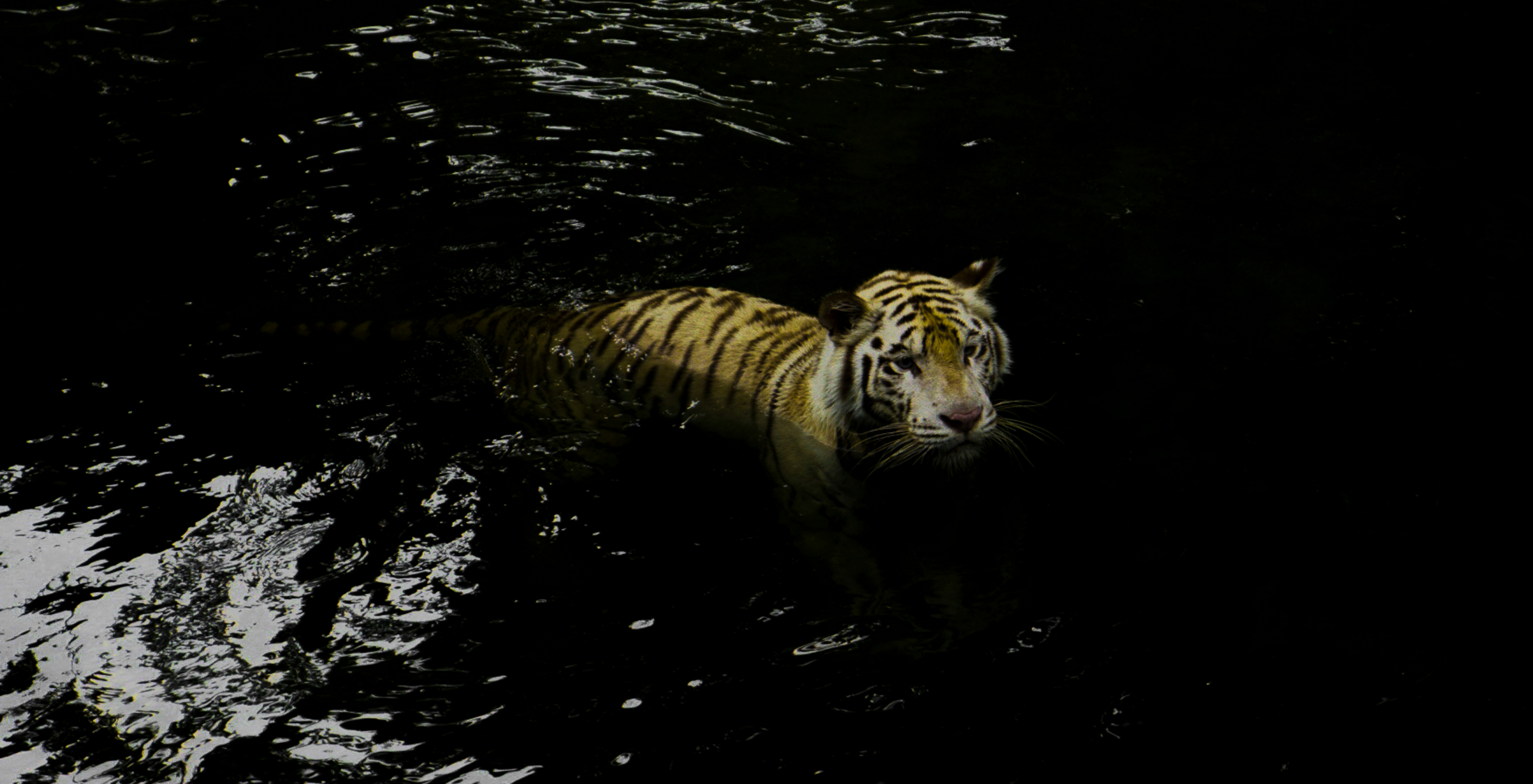 Gaze in the Shadowed Pool: Tiger Emerges from Dark Water