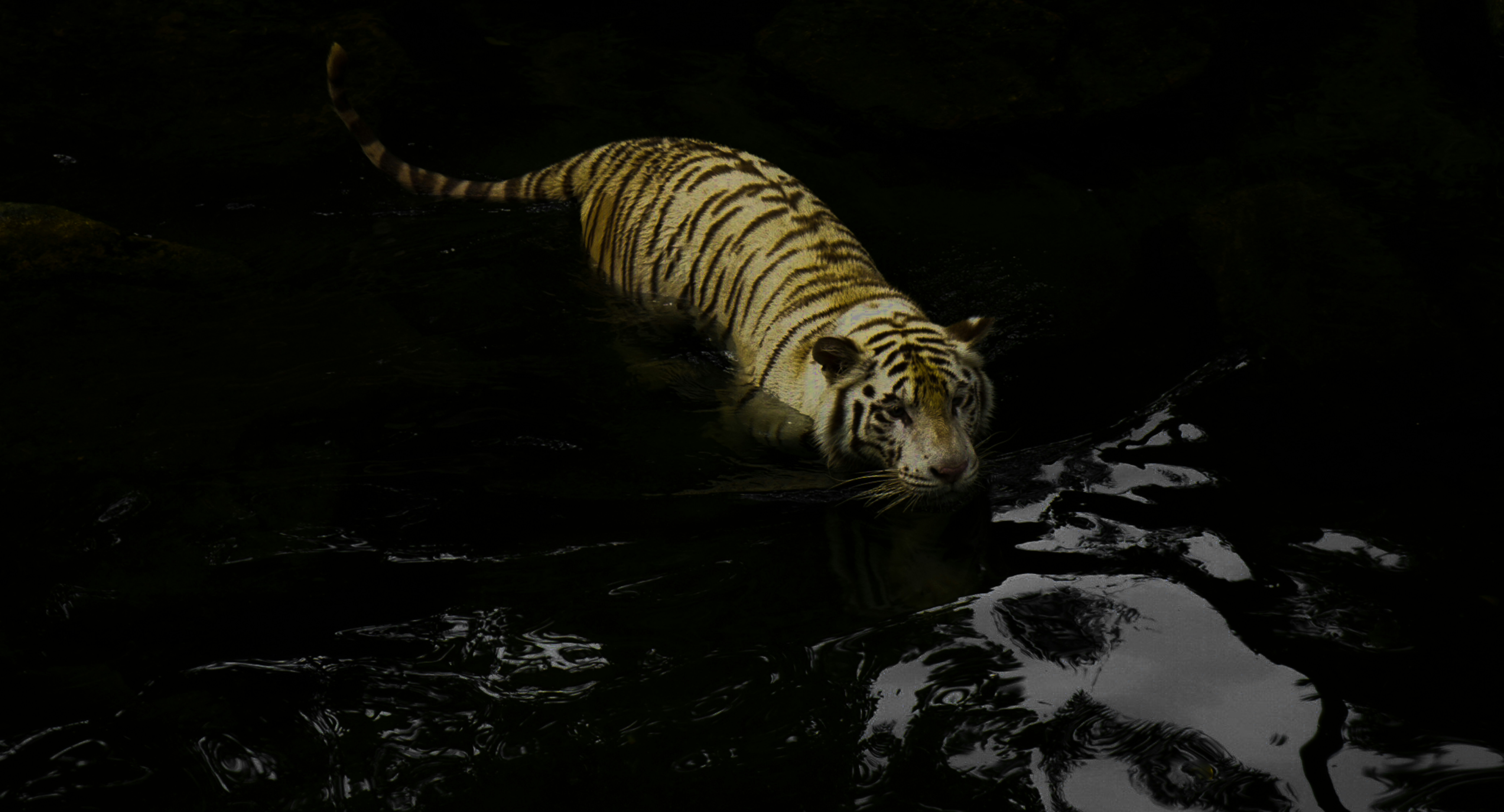 Tiger in the Dark River: A Striped Silhouette Across Quiet Waters