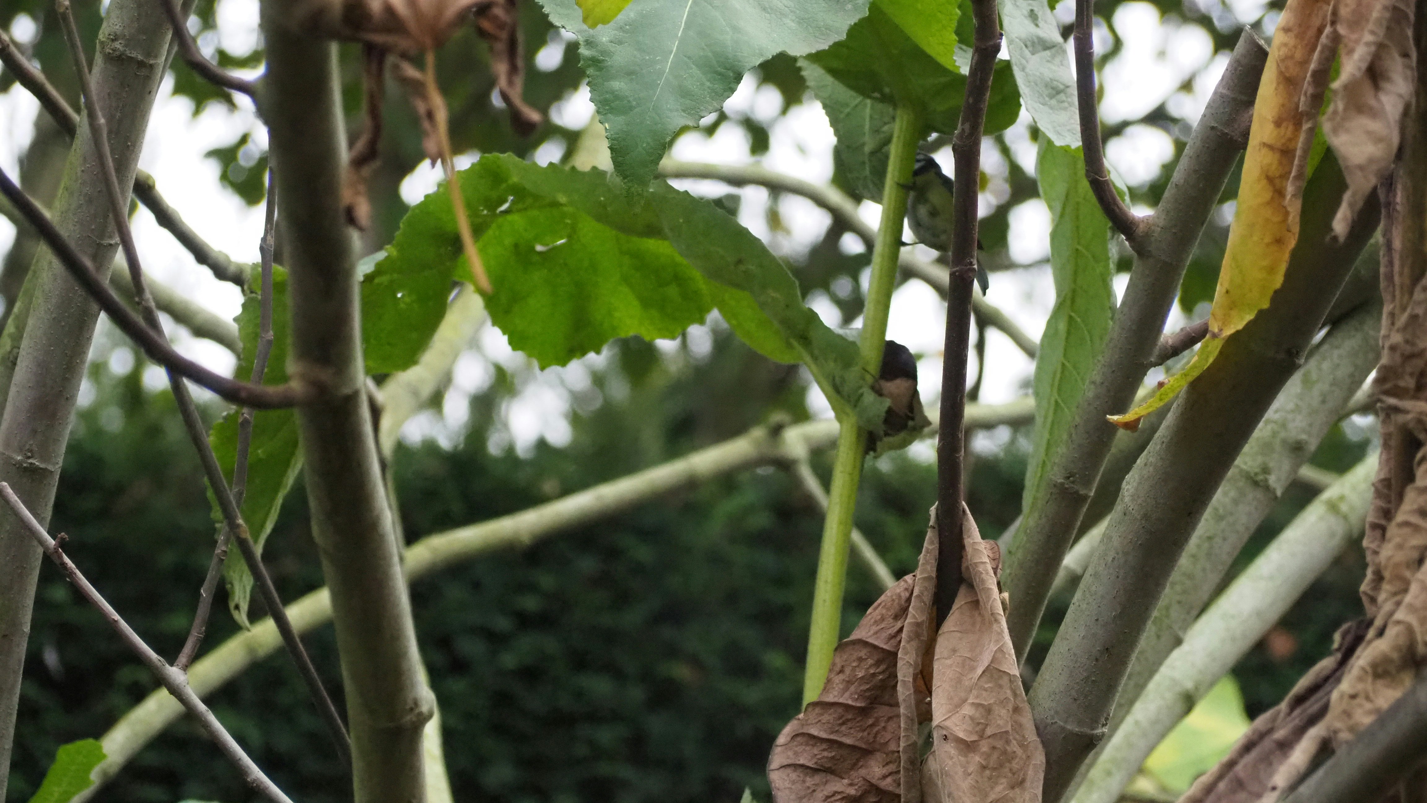 Branching Greenery and Fading Leaves: A Quiet Garden Moment
