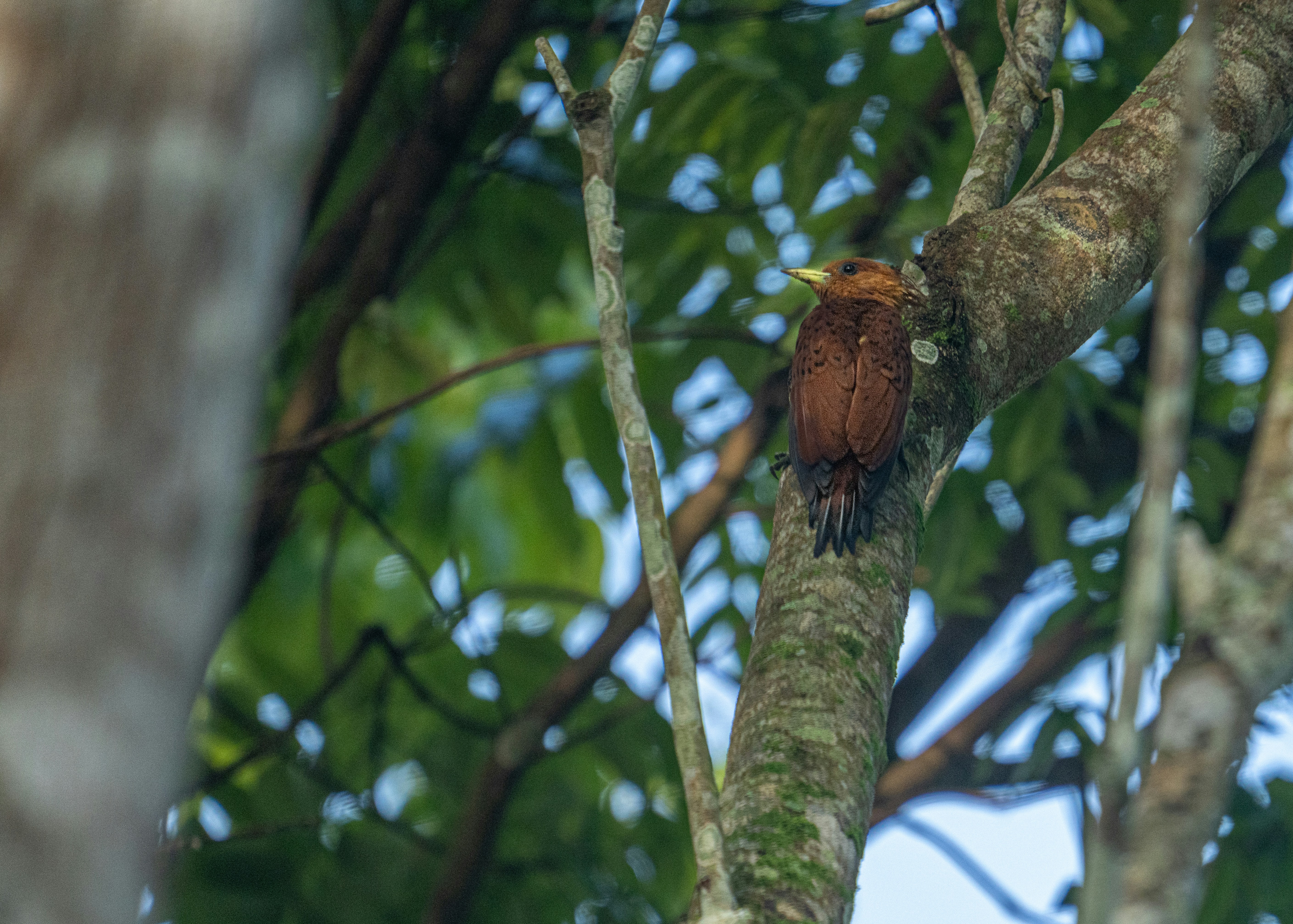 A brown bird perched on a tree branch, surrounded by lush green foliage. The scene captures the tranquility of its natural habitat.